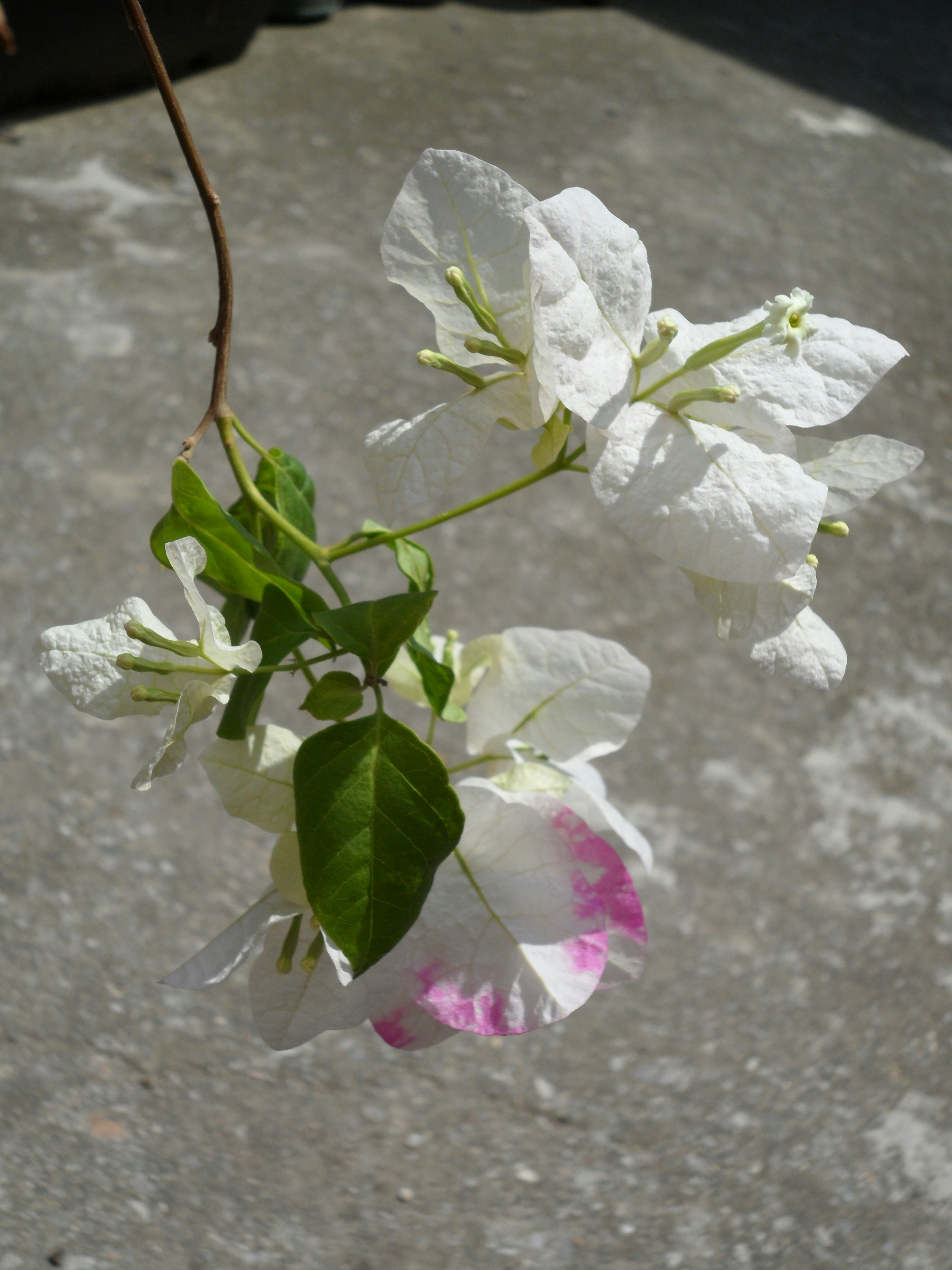 White Bougainvillea Cascade with Green Foliage Against Concrete Bloom