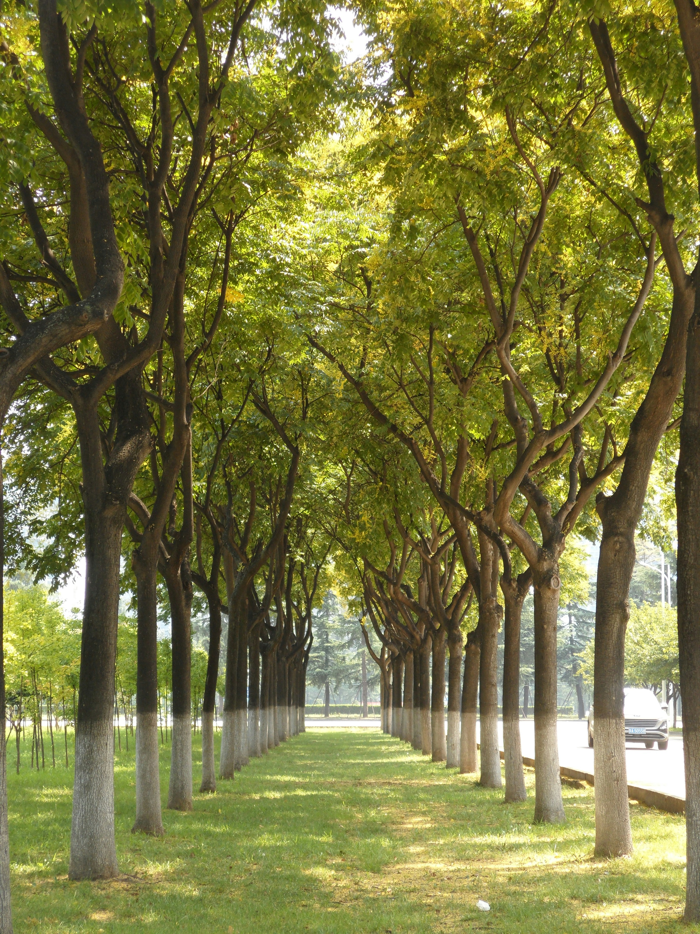 A Symmetry of Dappled Light: Tree-lined Avenue