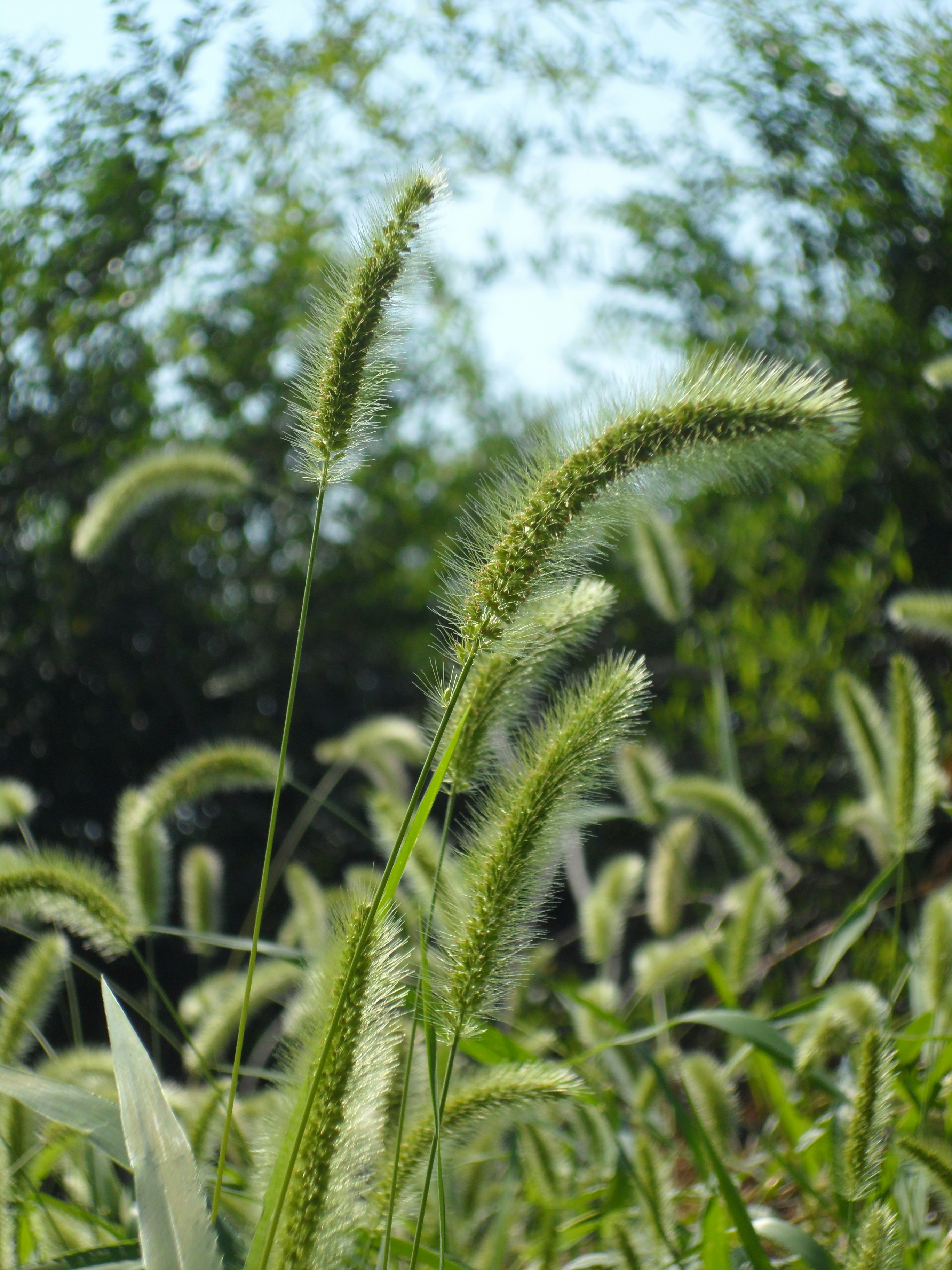 Close view of foxtail grasses catching sunlight, with a blurred green backdrop and a soft bokeh highlight on the seed heads.