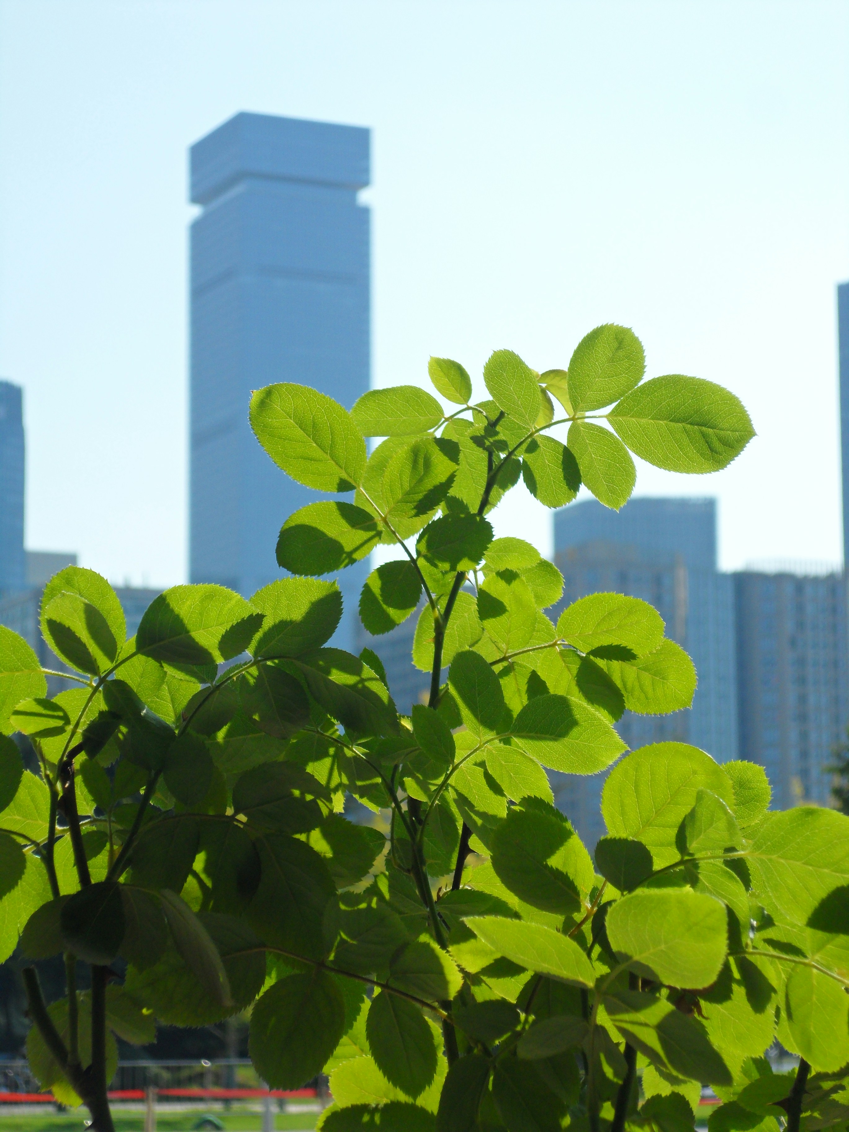 Urban Rooftop Green: Leaves Framing a Skyward Cityscape