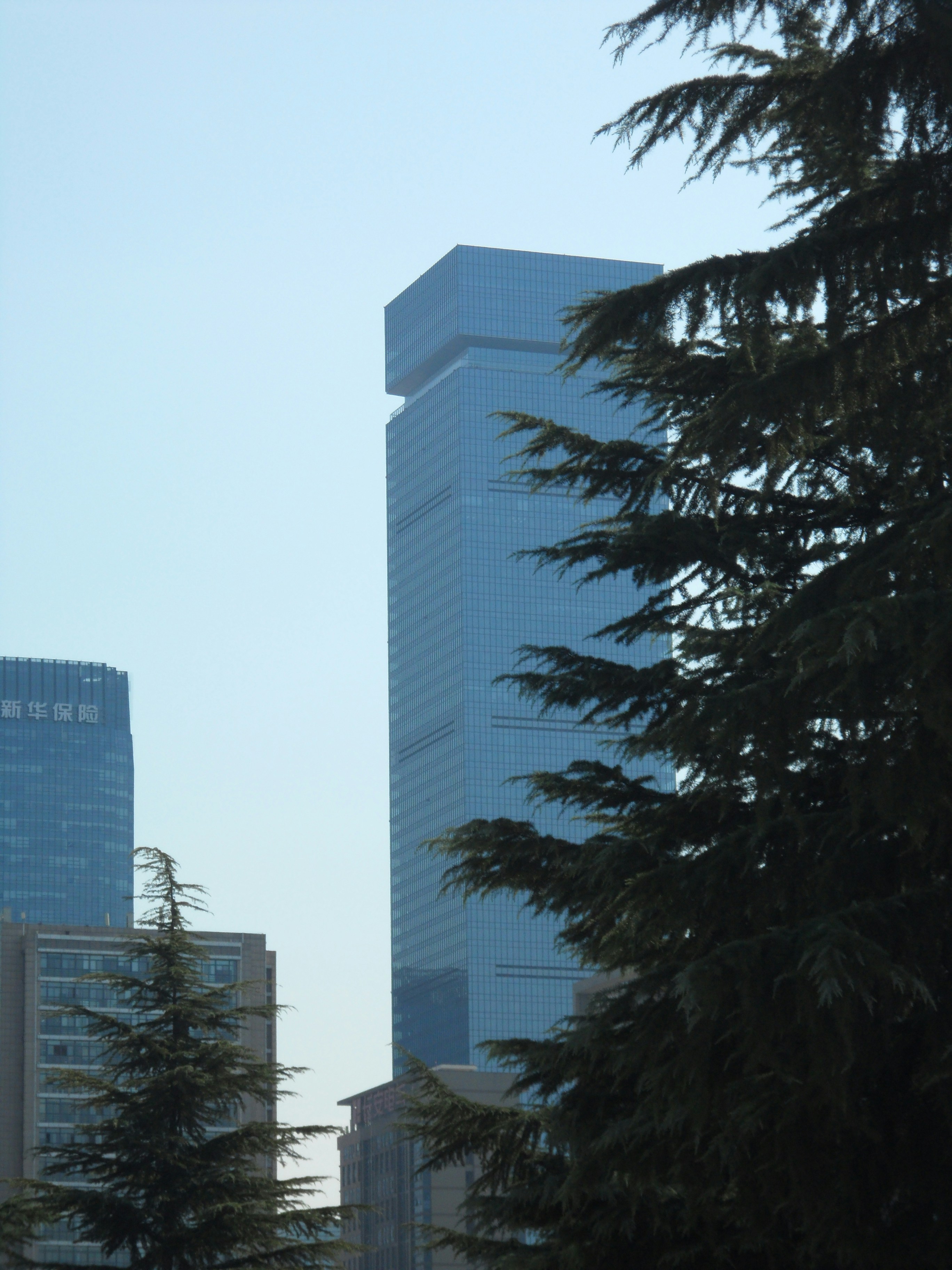 Tall glass skyscraper rising behind dark evergreen branches in a clear day cityscape. The image emphasizes architectural shapes with a natural frame.