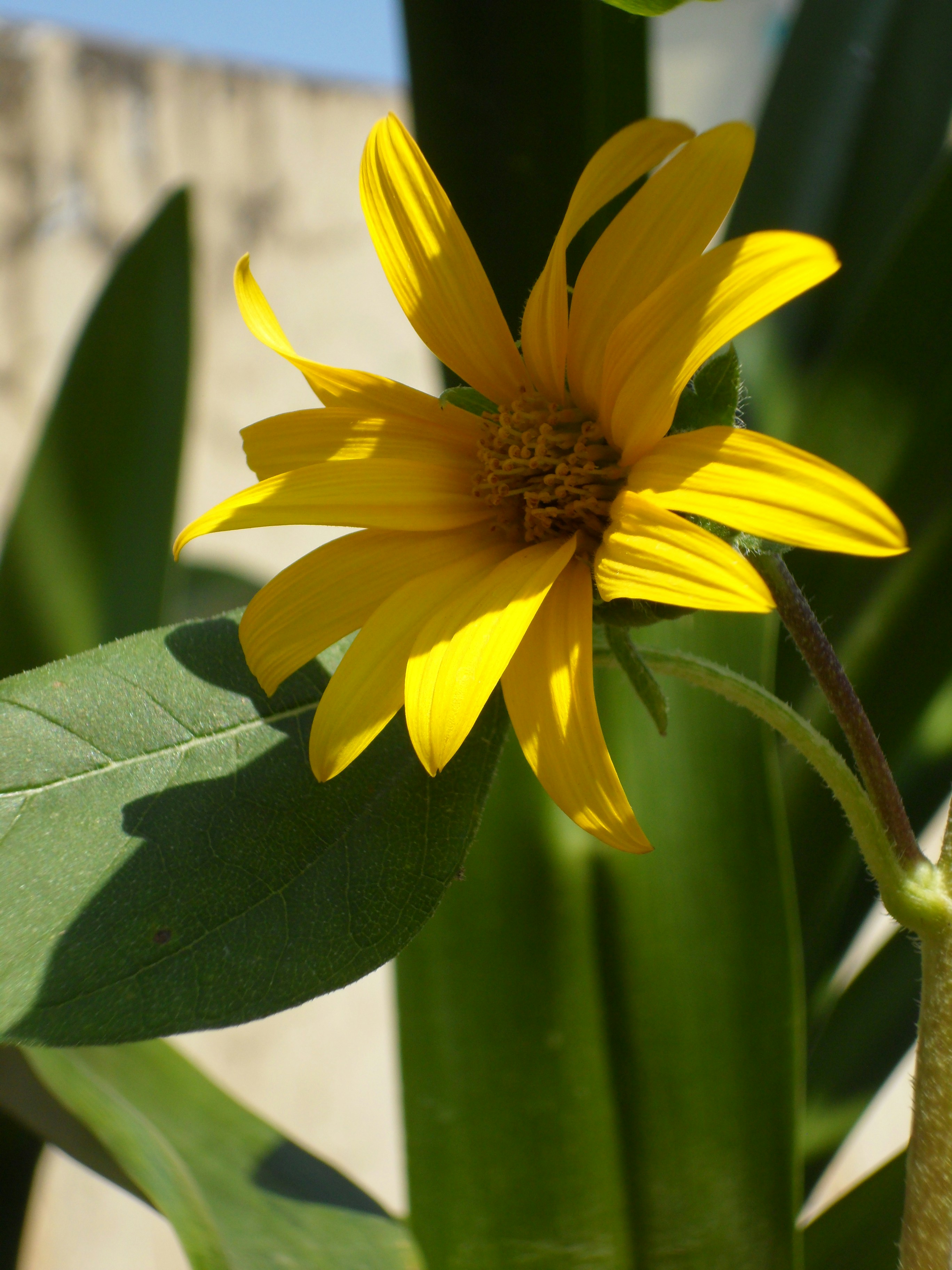 Bright yellow flower with elongated petals sits against green leaves and stems, captured in strong sunlight. A close study of the bloom against a blurred background with natural textures.