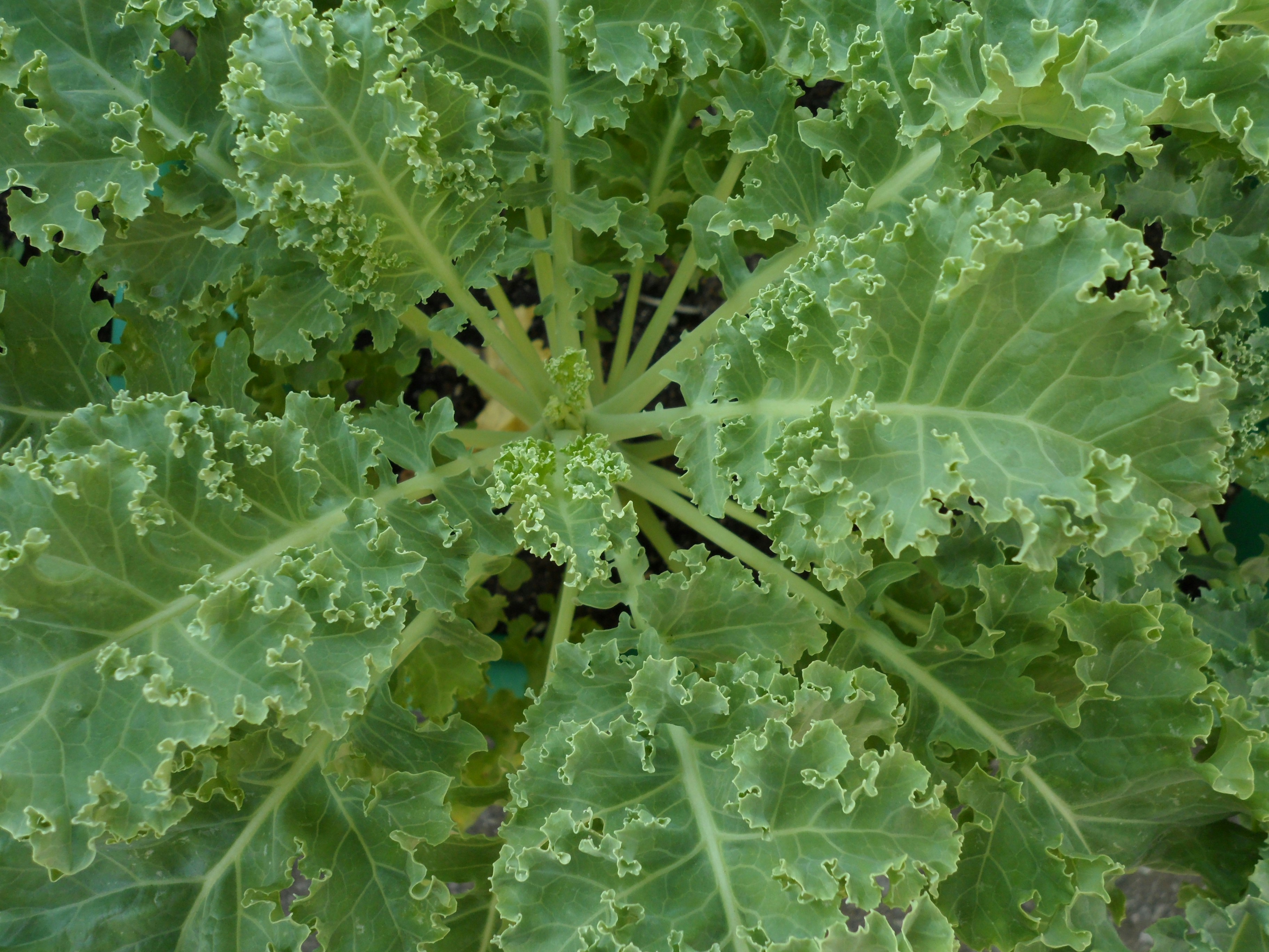 Fractal Kale: close-up of ruffled, emerald leaves