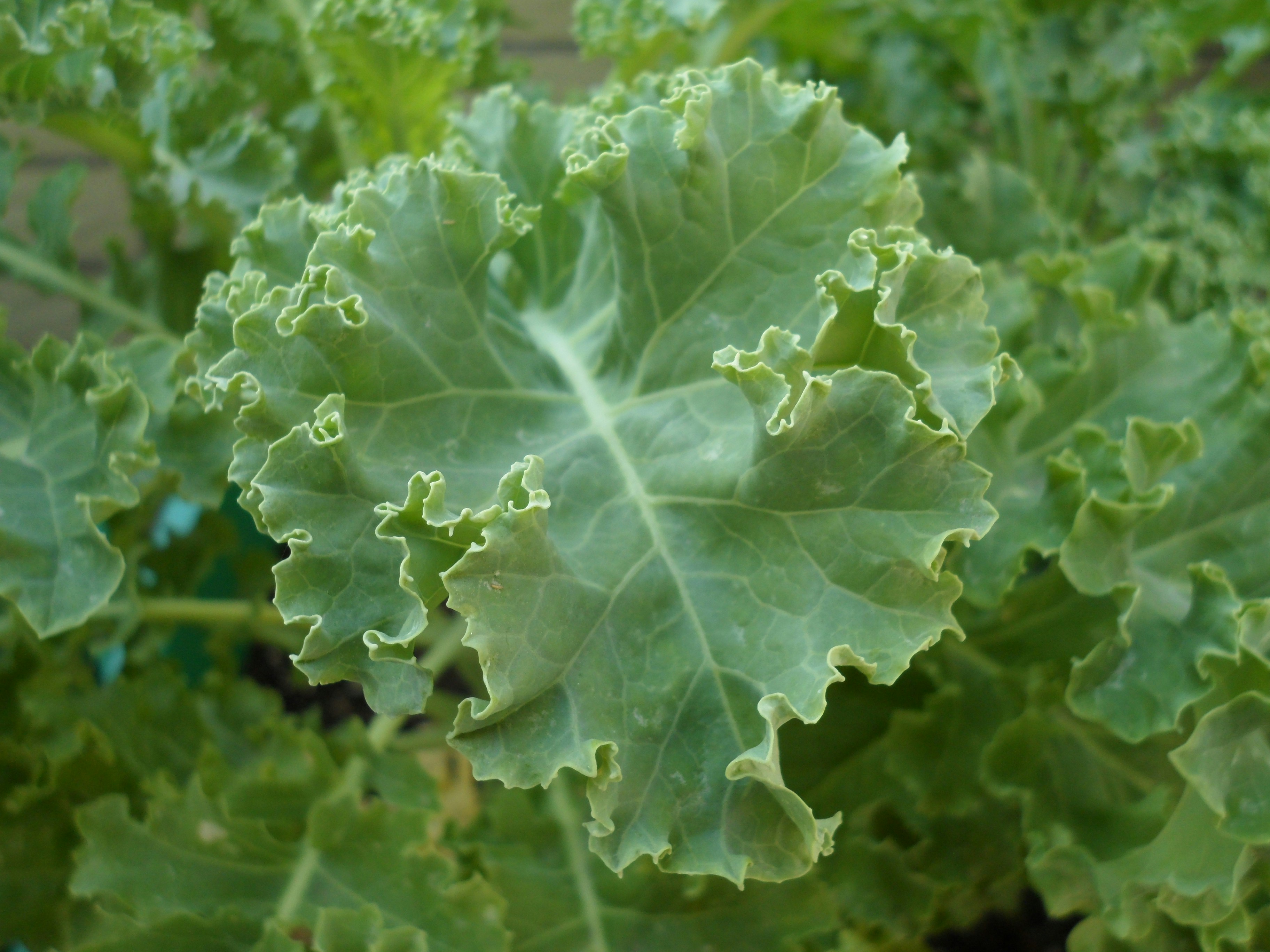 Close-up of a ruffled kale leaf with pronounced, wavy edges and a soft green background. The image highlights texture and venation in a garden setting.