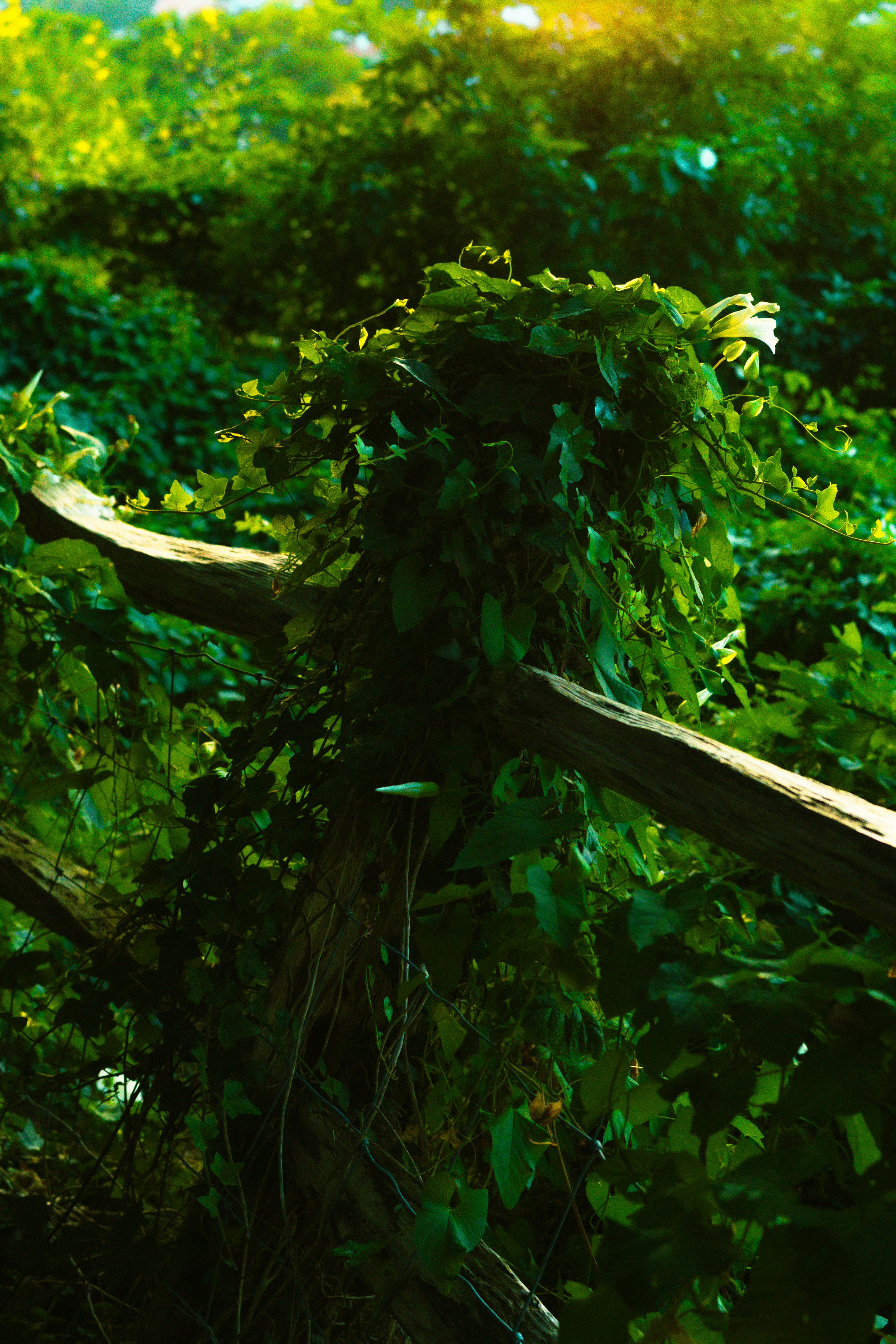 Green Veil over the Fallen Log