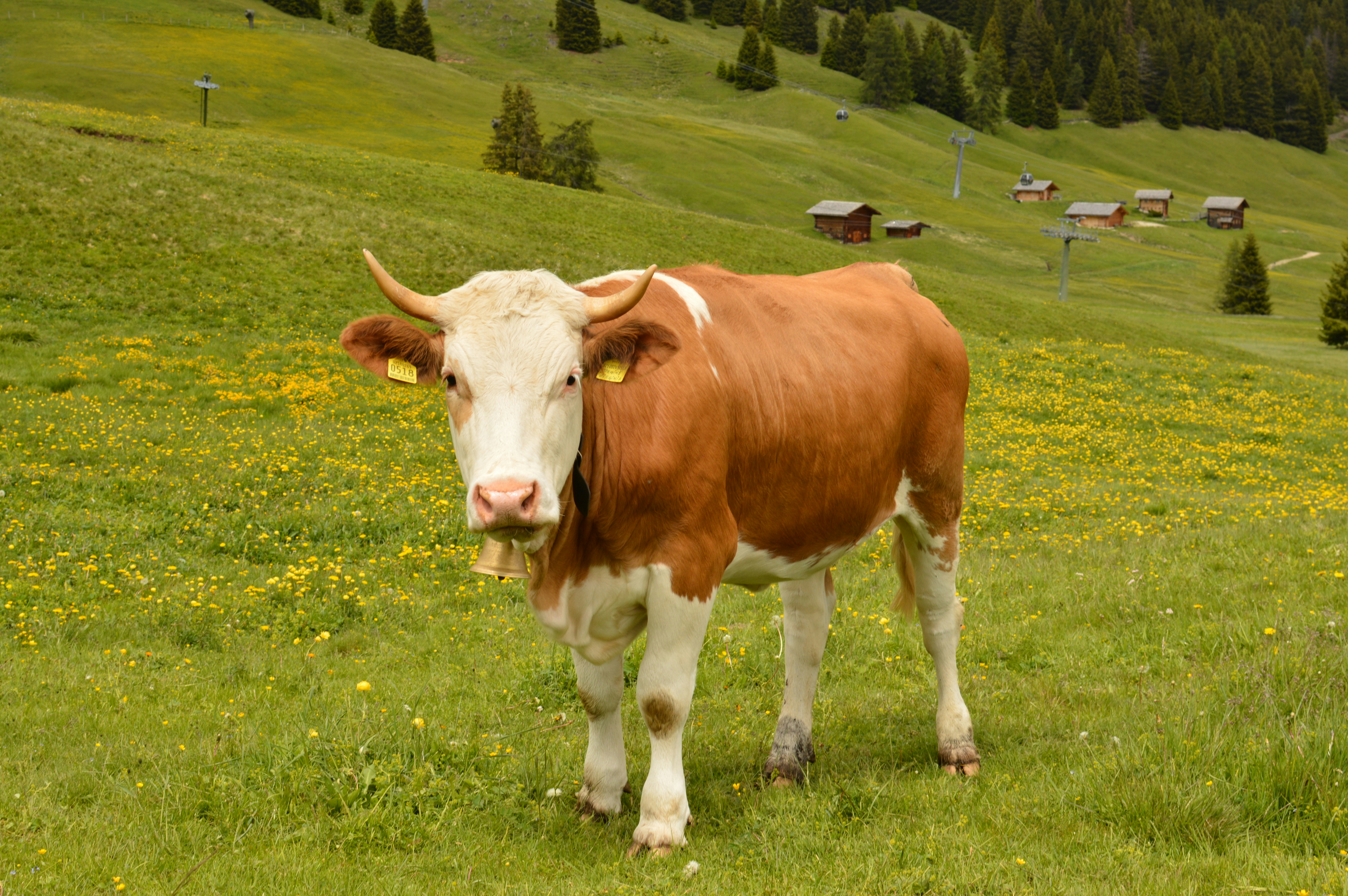 Pasture Portrait: A Brown and White Cow Stands Guard over a Meadow of Yellow Blooms