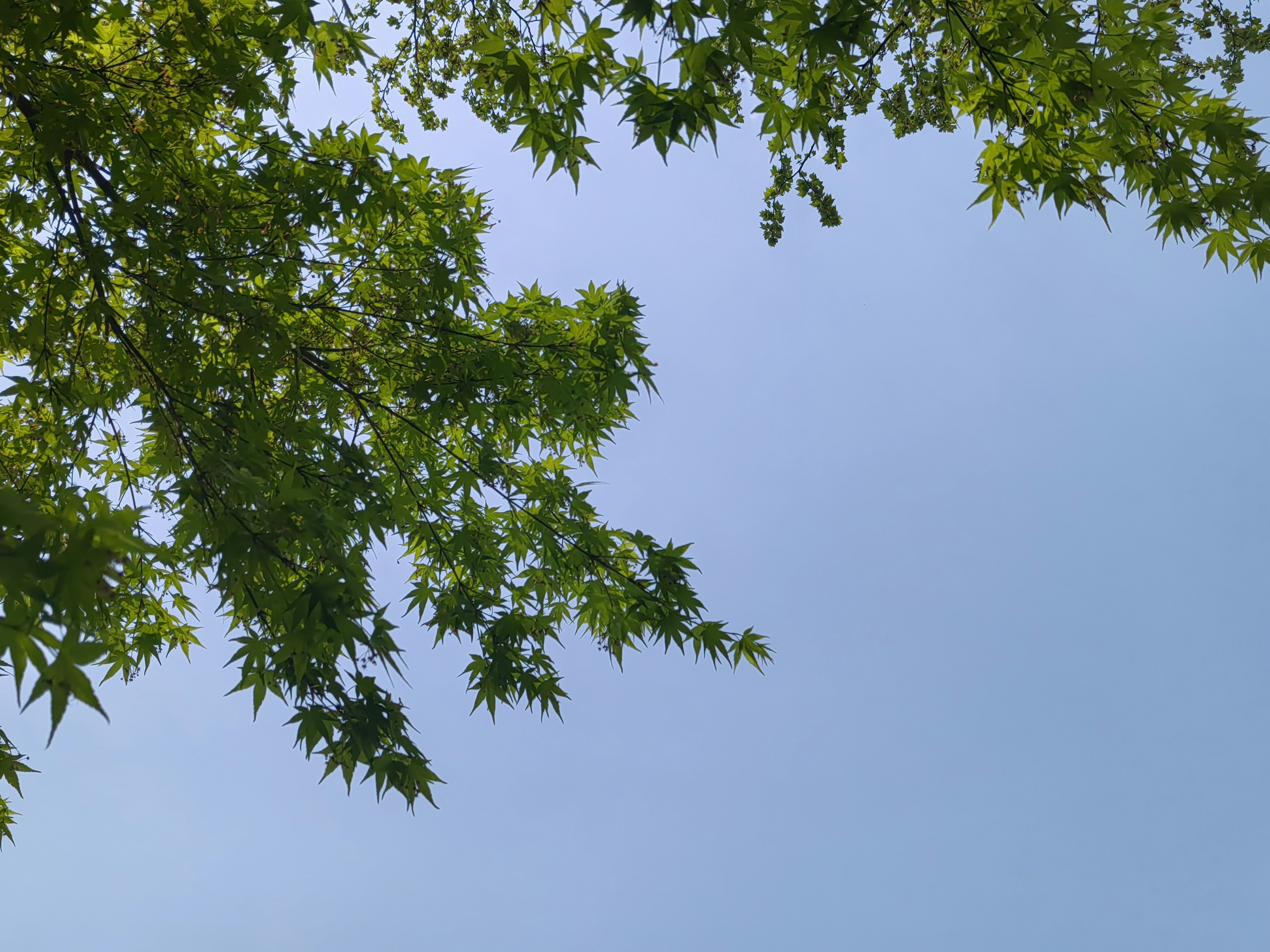 Green maple leaves against a clear blue sky