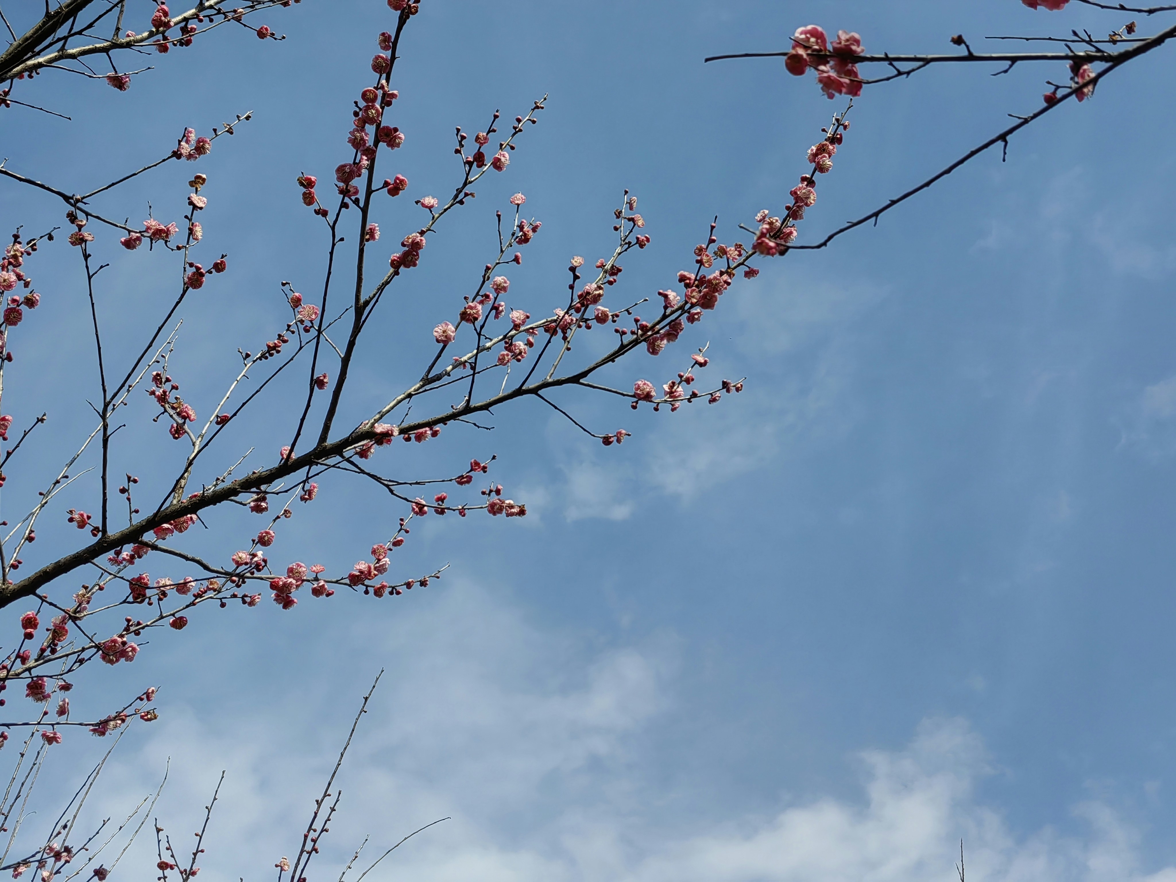Bare branches with small pink blossoms against a clear blue sky