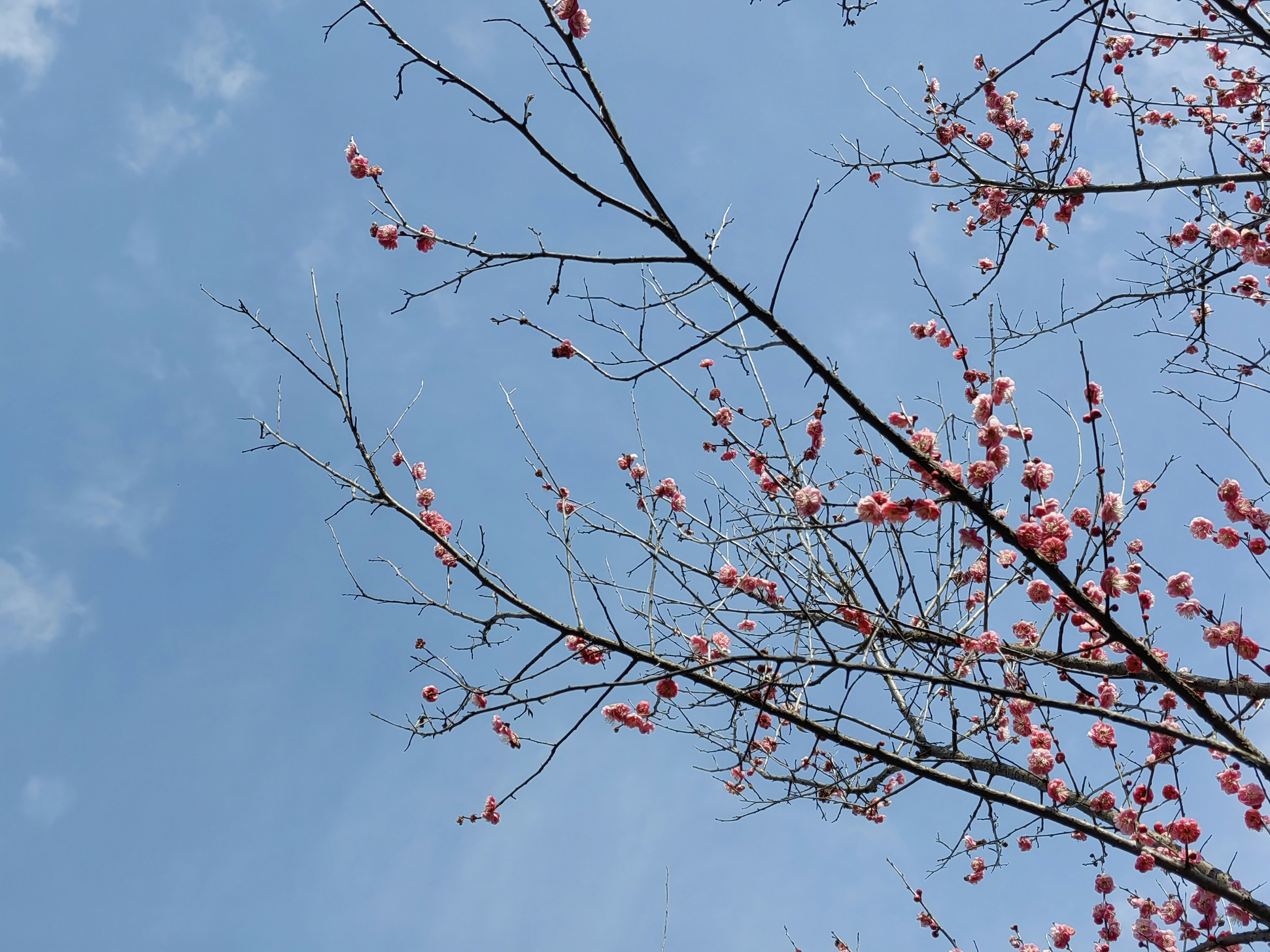 Bare branches with small pink blossoms against a clear blue sky