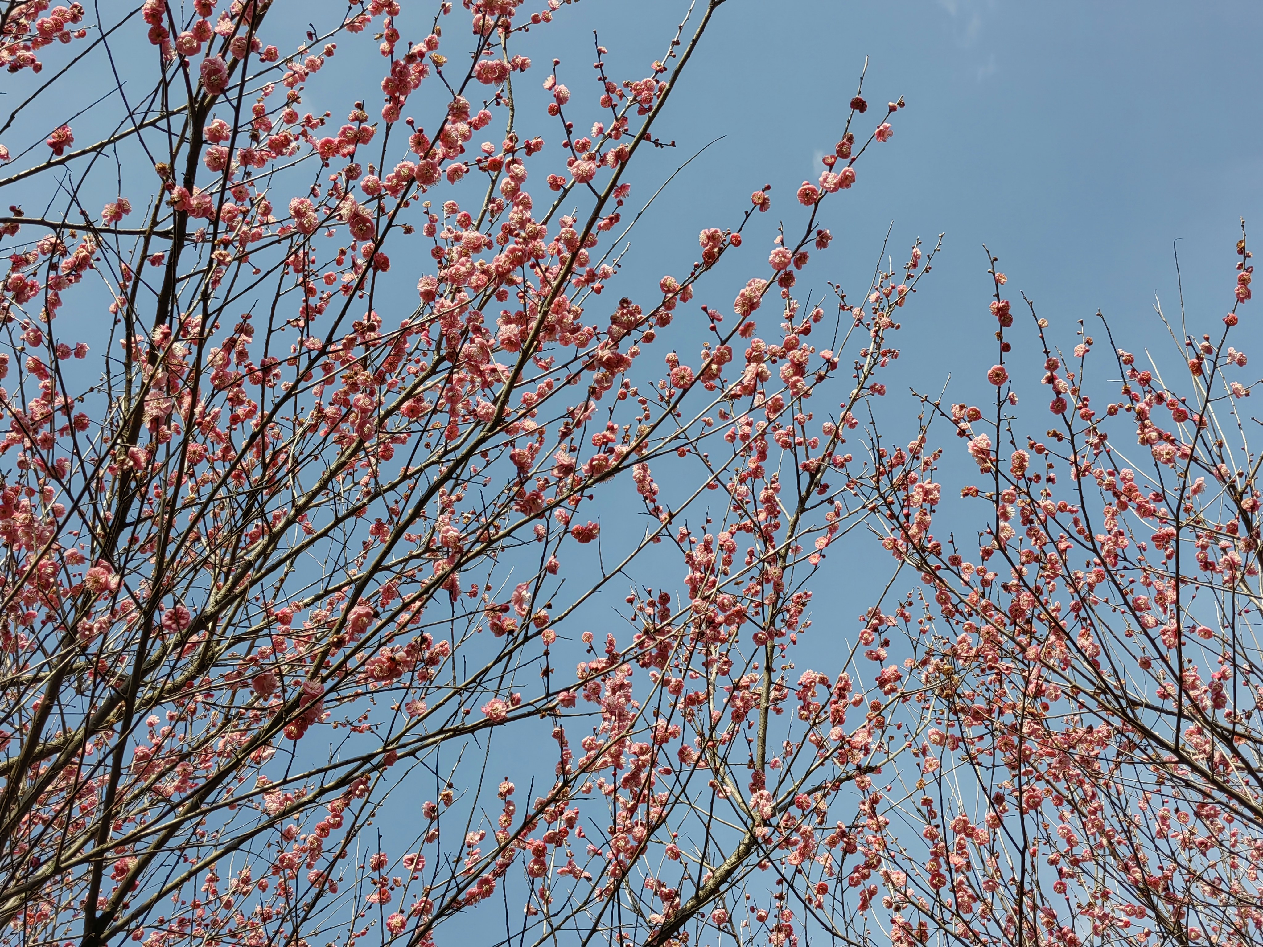 Pink plum blossoms on bare branches against a clear blue sky
