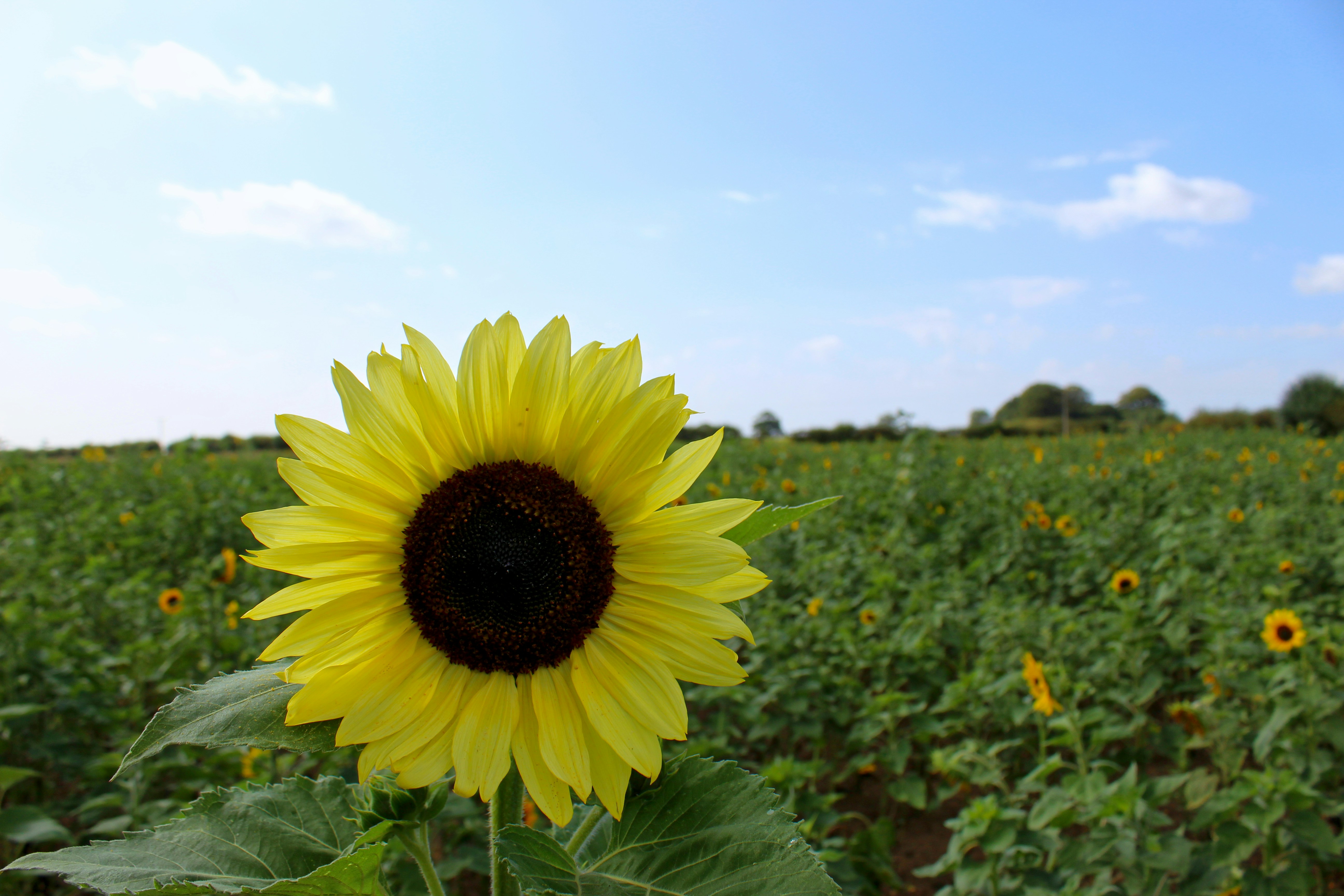 Sunflower Stands Out in a Sea of Yellow
