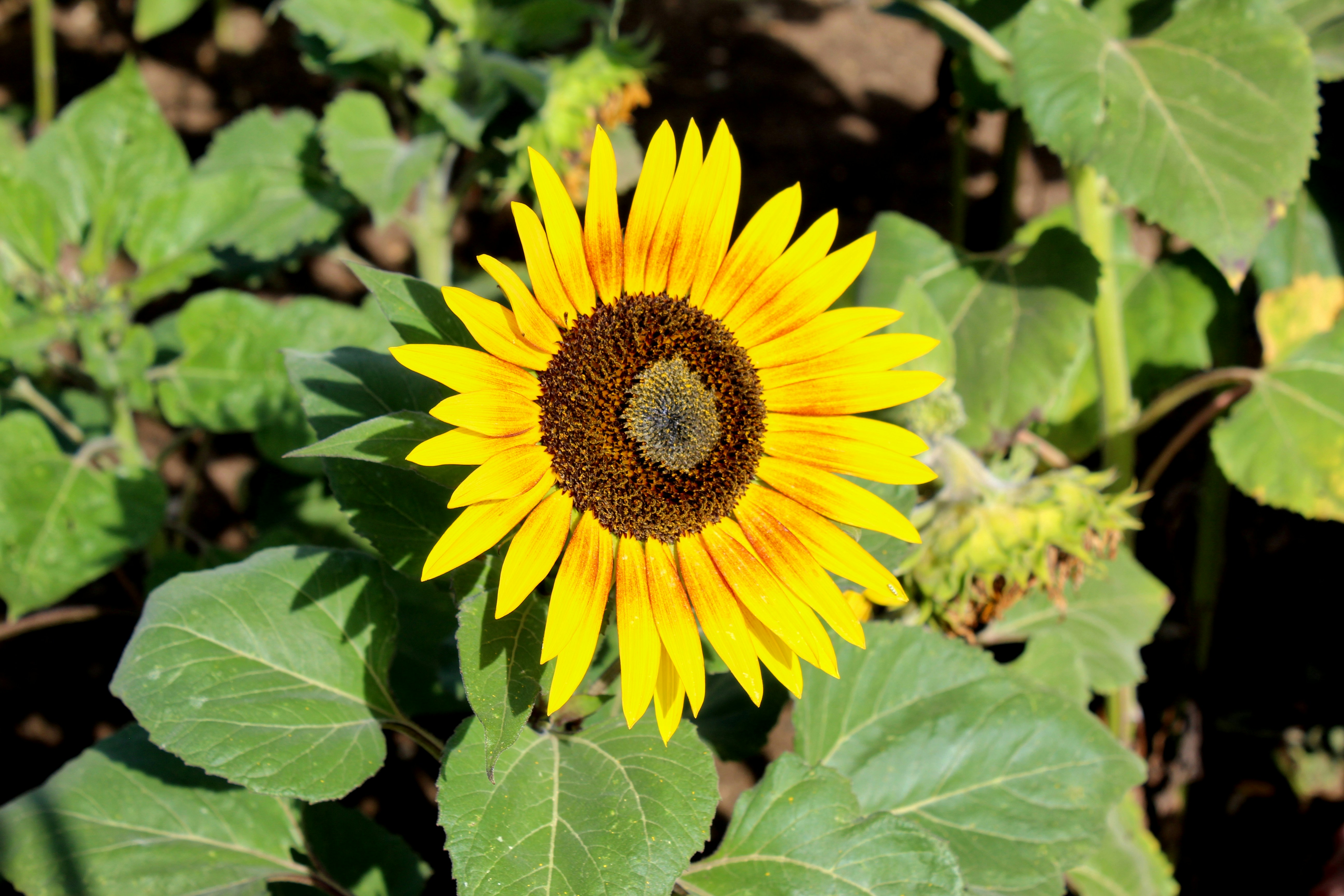 Sunflower Spotlight: Golden Bloom Amid Green Toliage