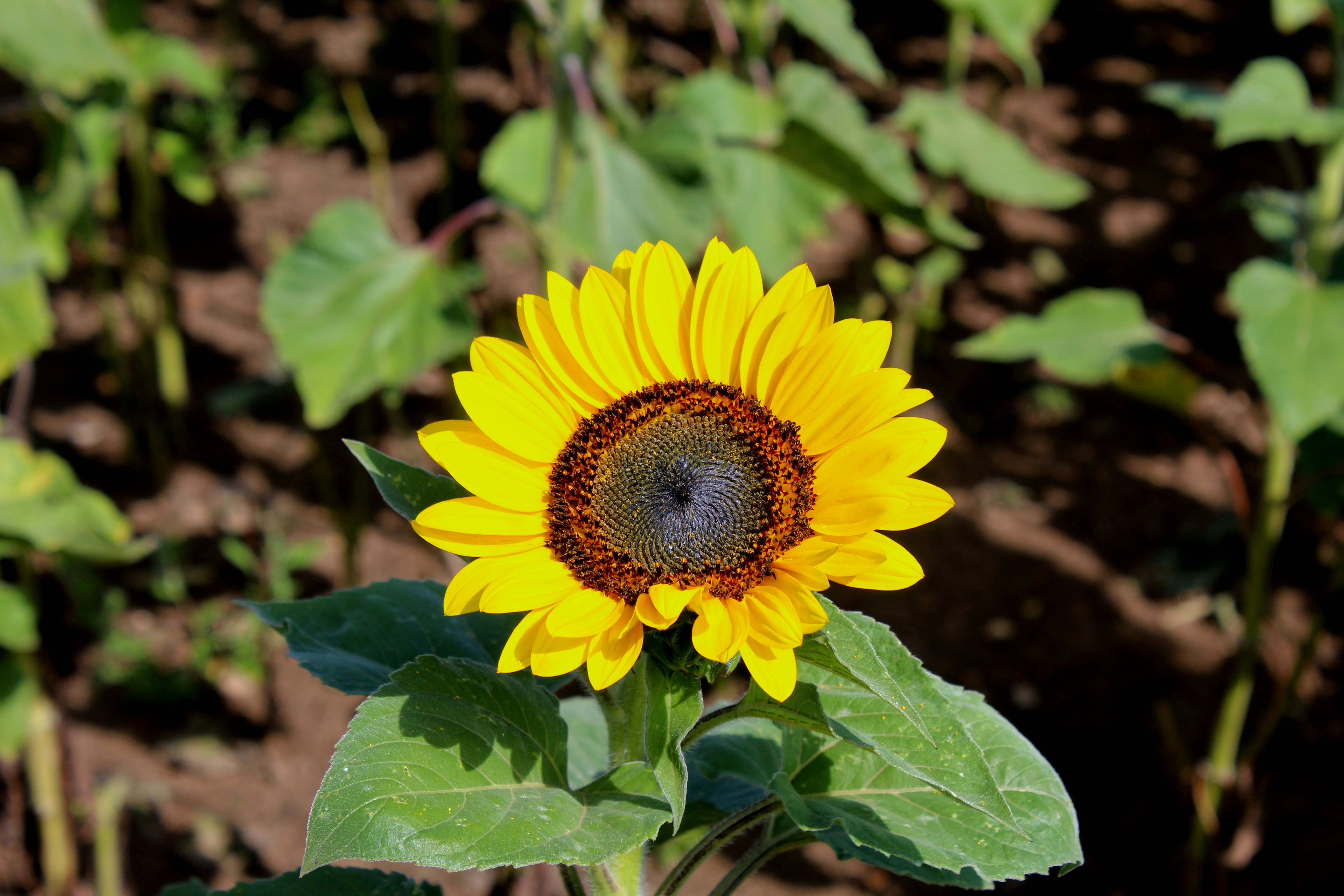Sunflower in Focus: A Bold Burst of Yellow Against Green Bed