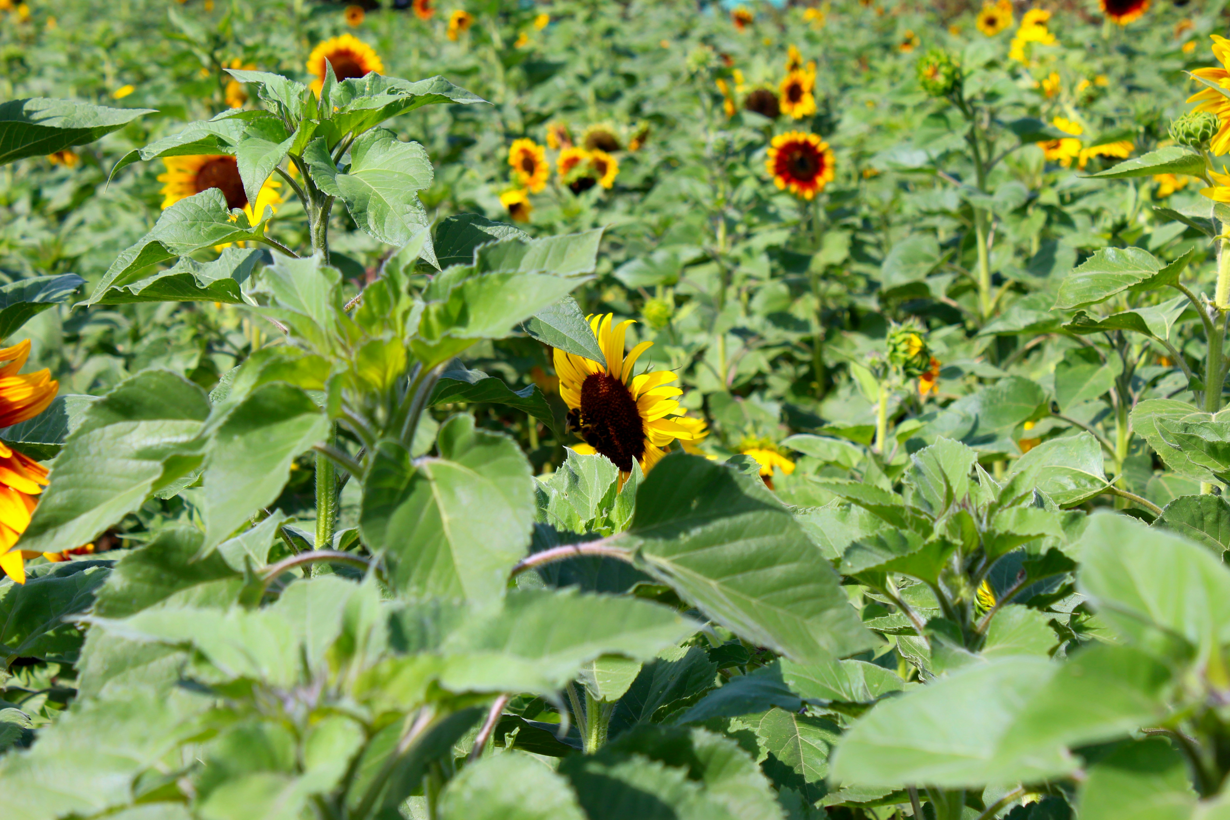 Sunlit Field of Sunflowers Surging Between Leaves