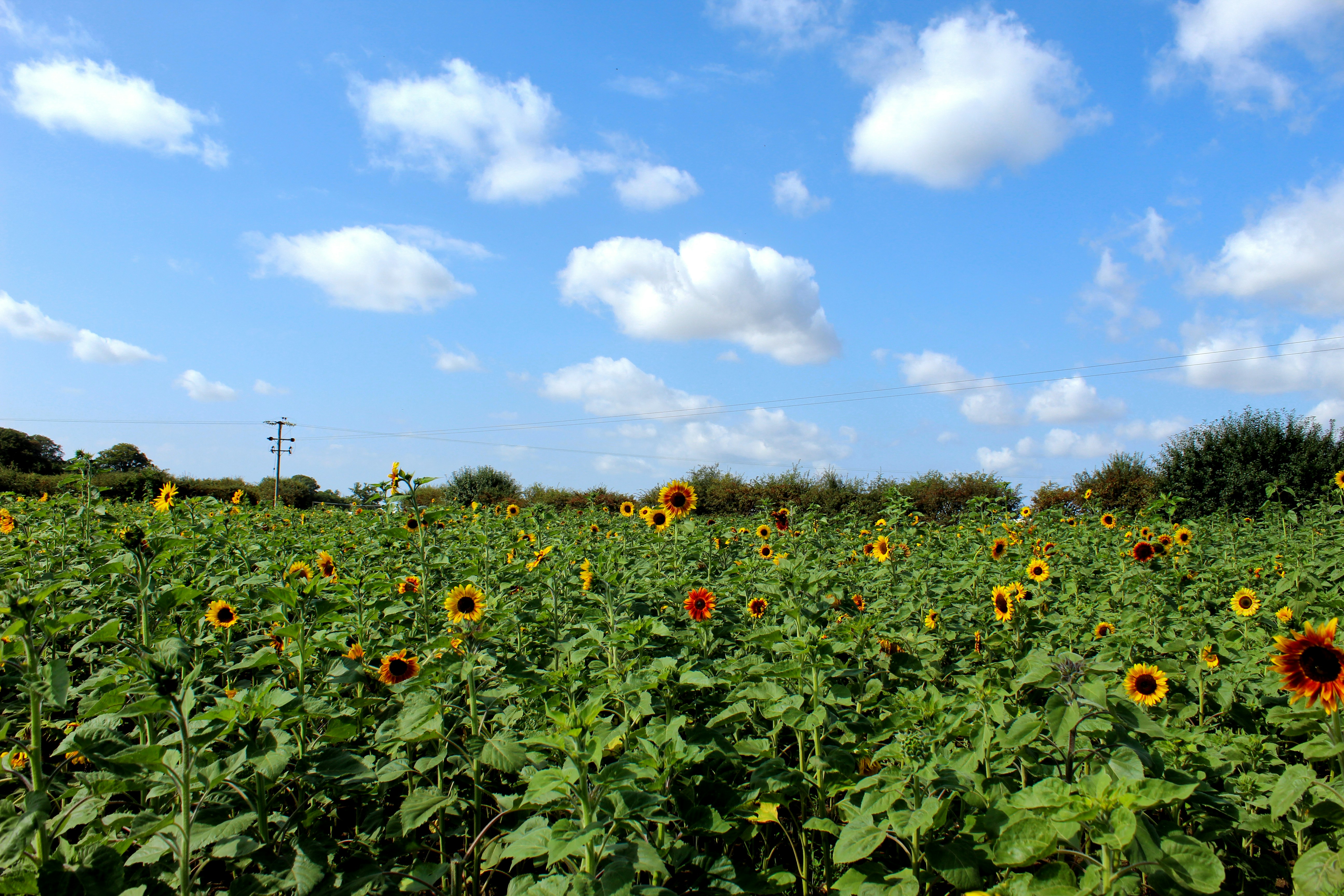 Sunflower Sea Under a Wide Sky