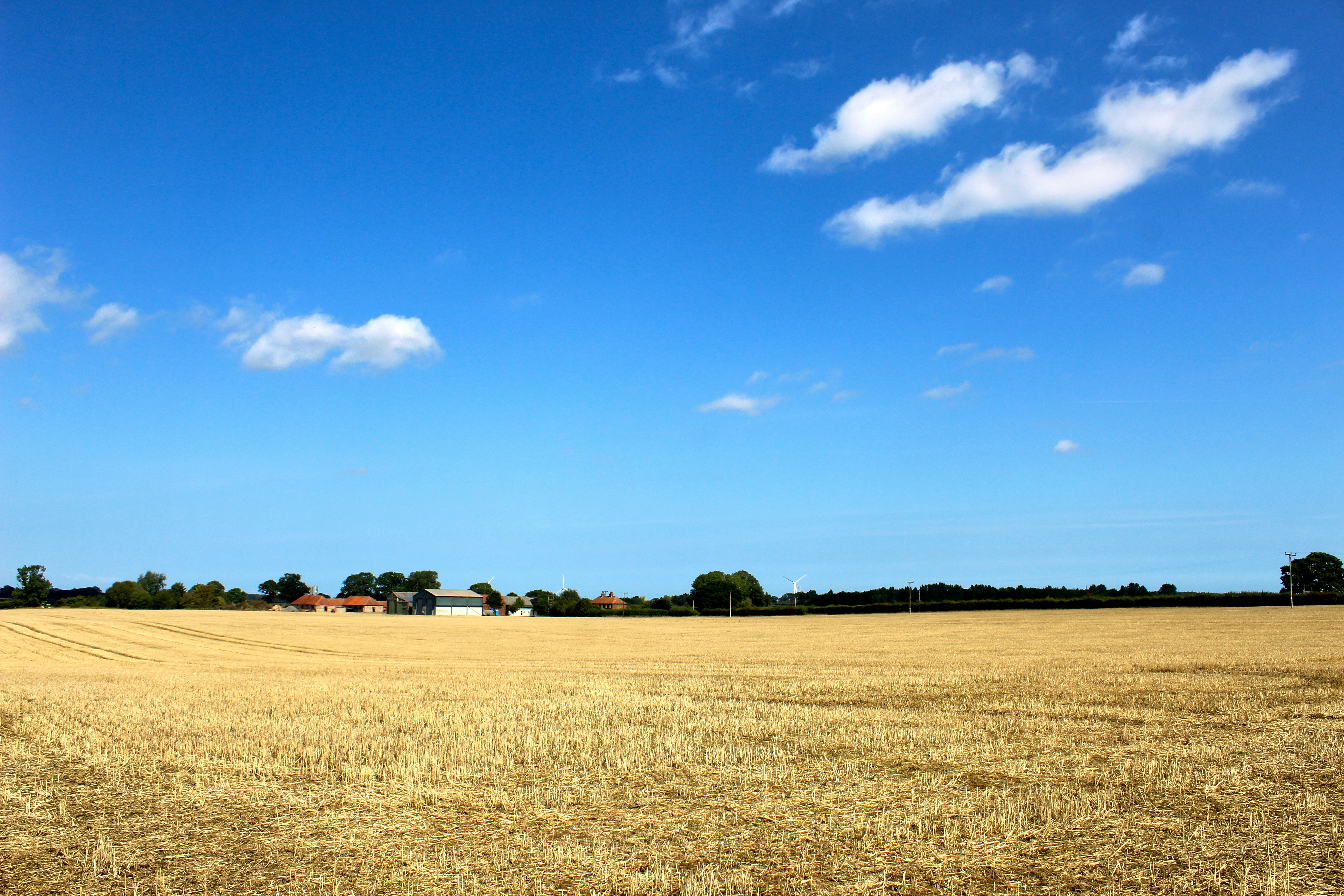 Golden Horizon: A Speckled Field Beneath a Cerulean Sky