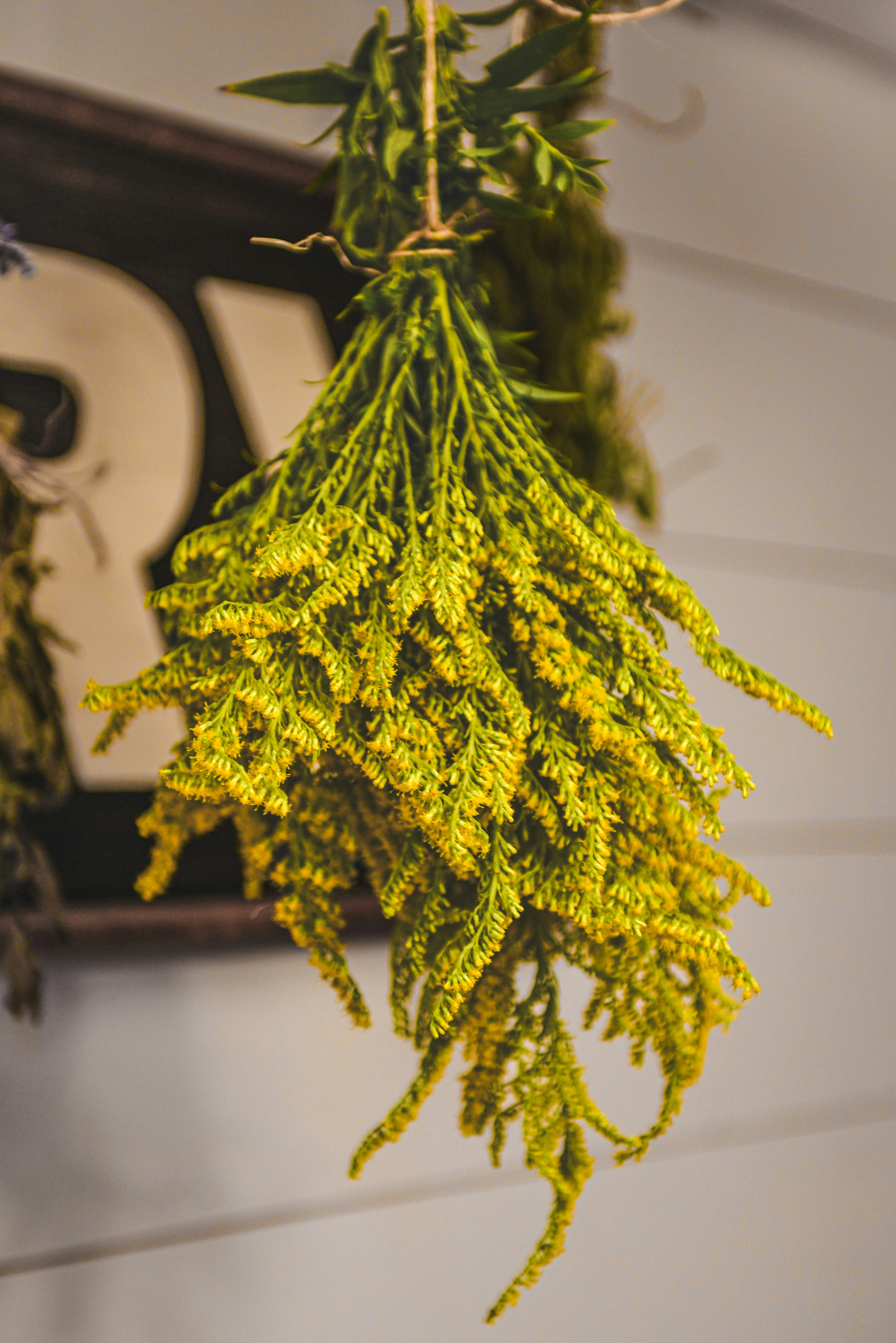 Golden Ferns: Hanging Sprigs in Soft Indoor Light