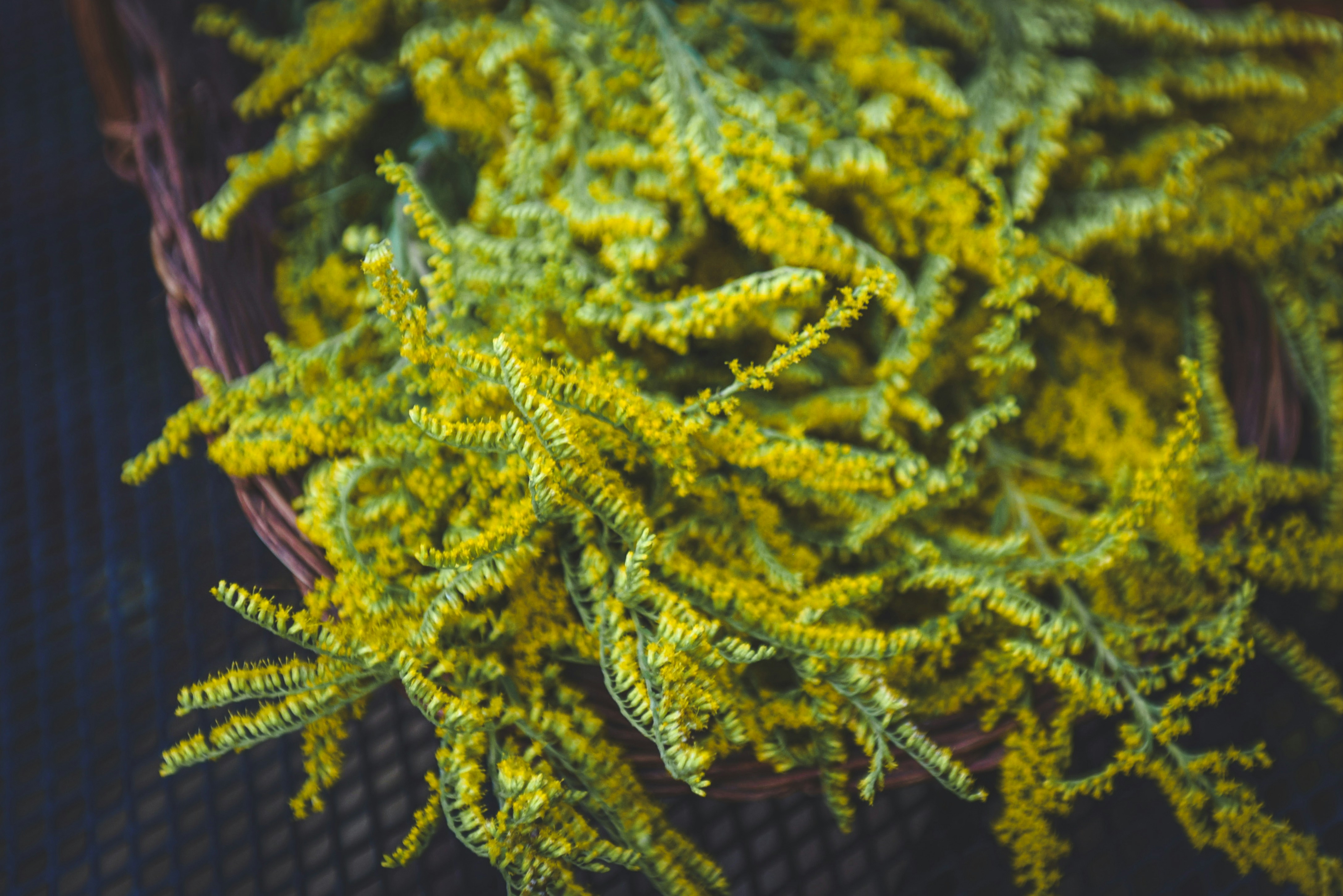 Golden Ferns in Focus: A Close-Up of Lush Yellow-green Fronds