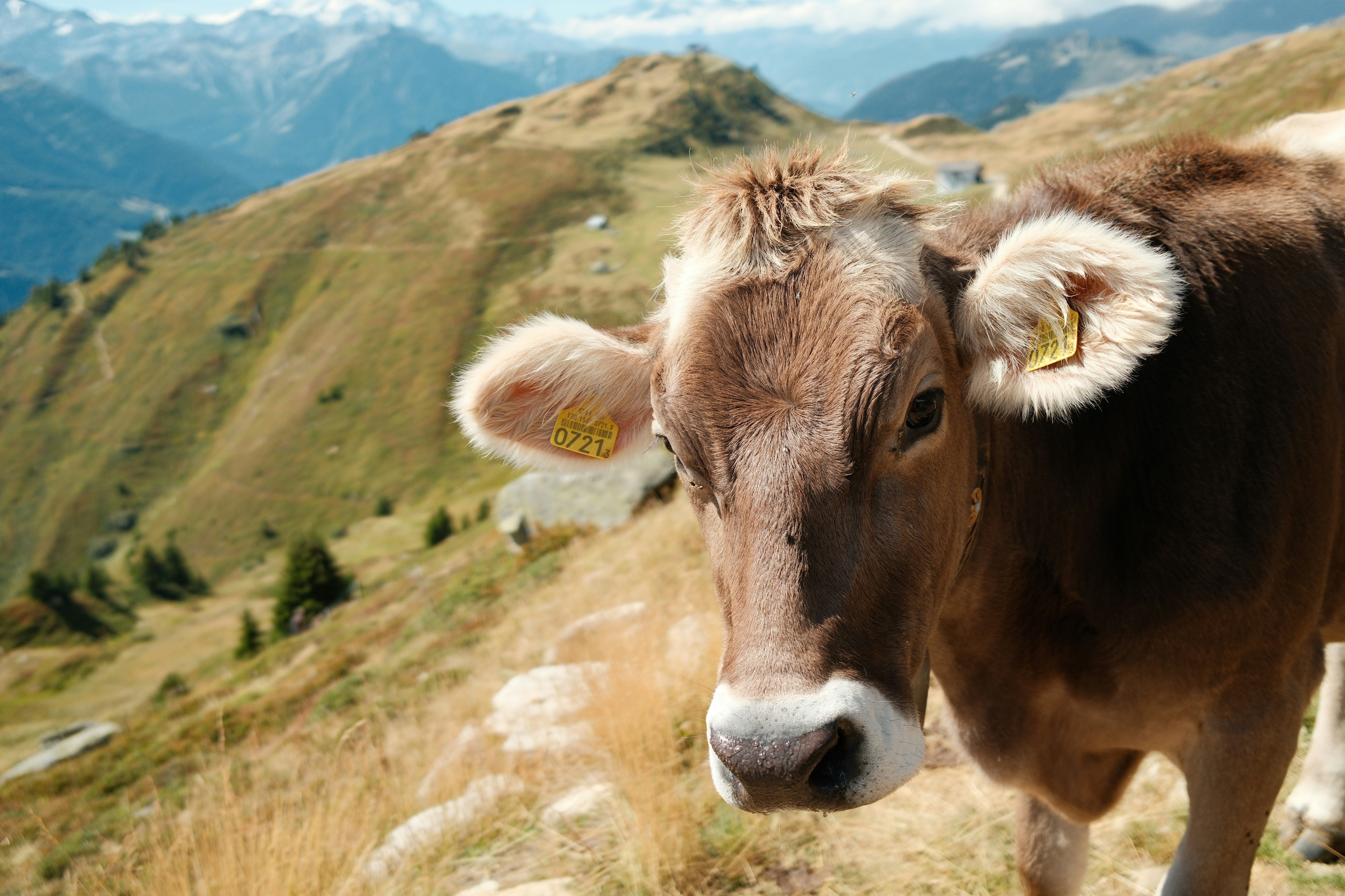 Curious Highland Cow Gaze in Alpine Pasture