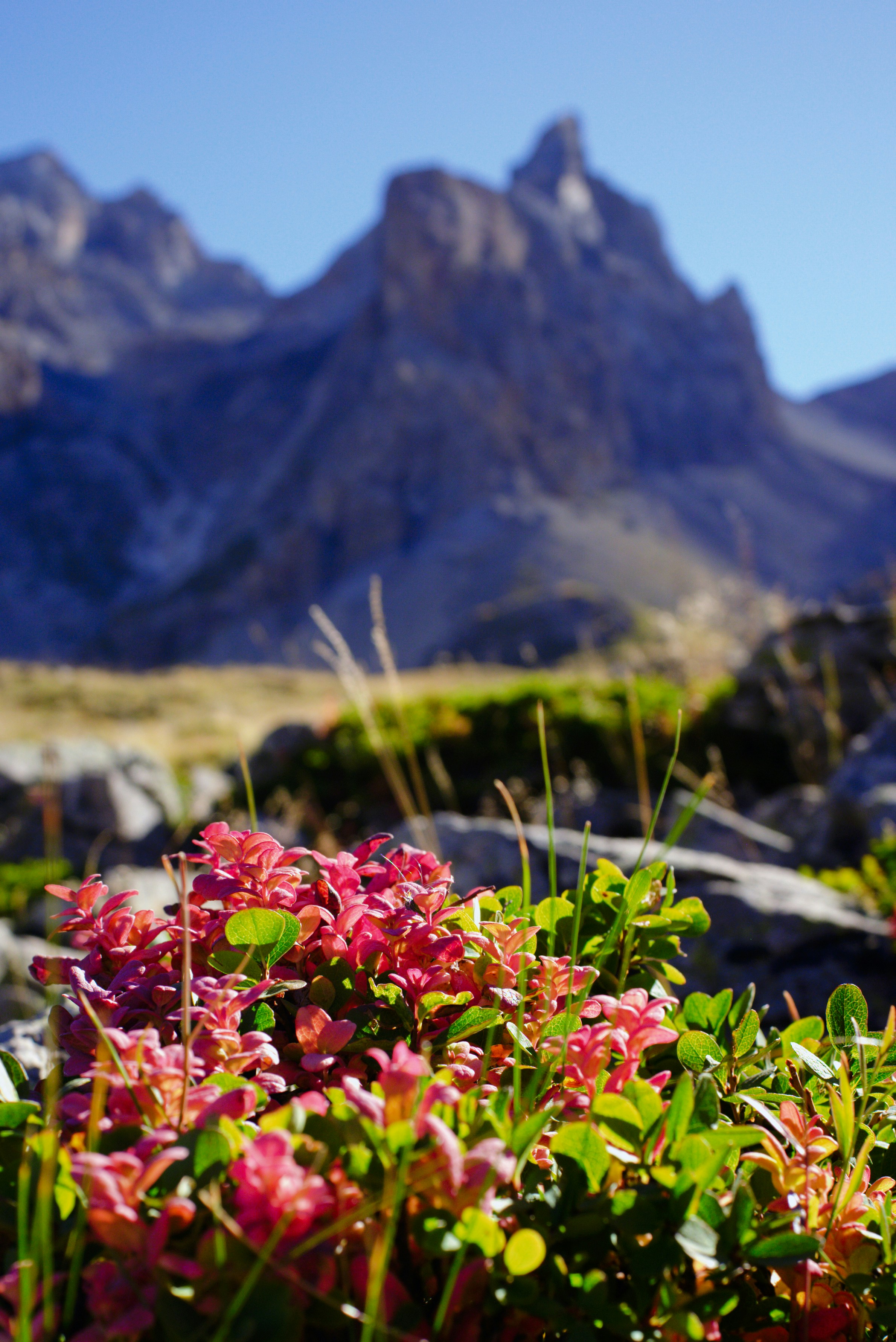 Crimson Low-lying Blooms Before the Alpine Summit