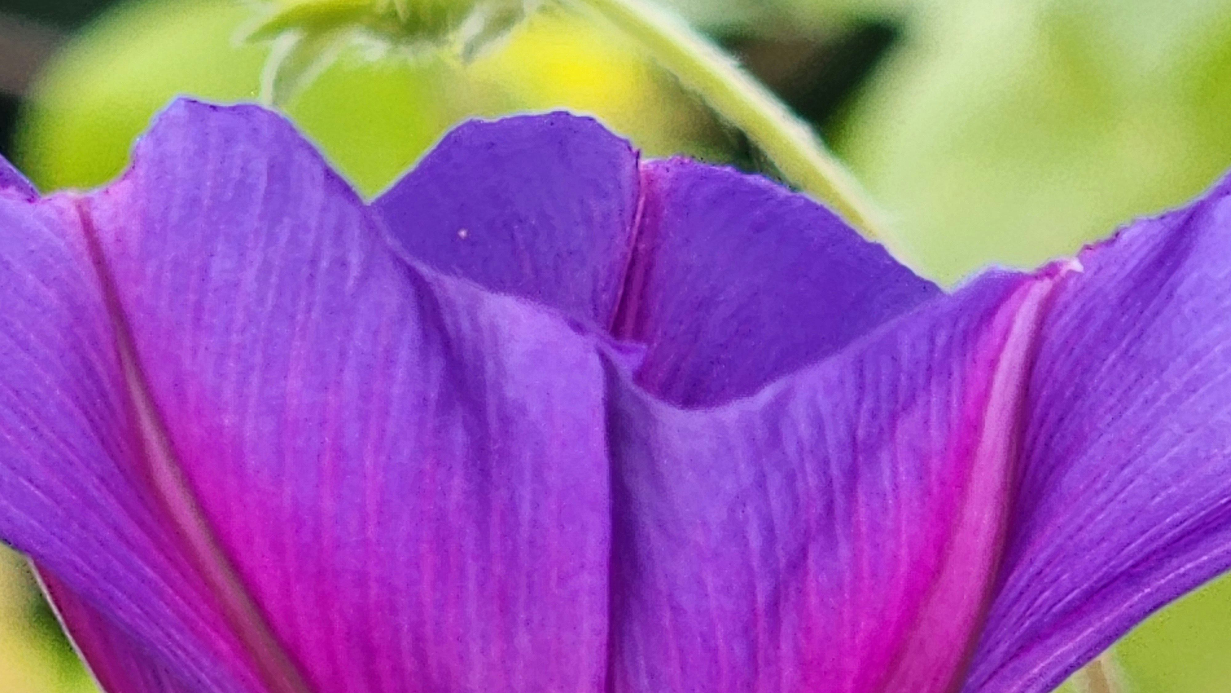 Violet Bloom Framed: A Close-Up of Petals and Hue