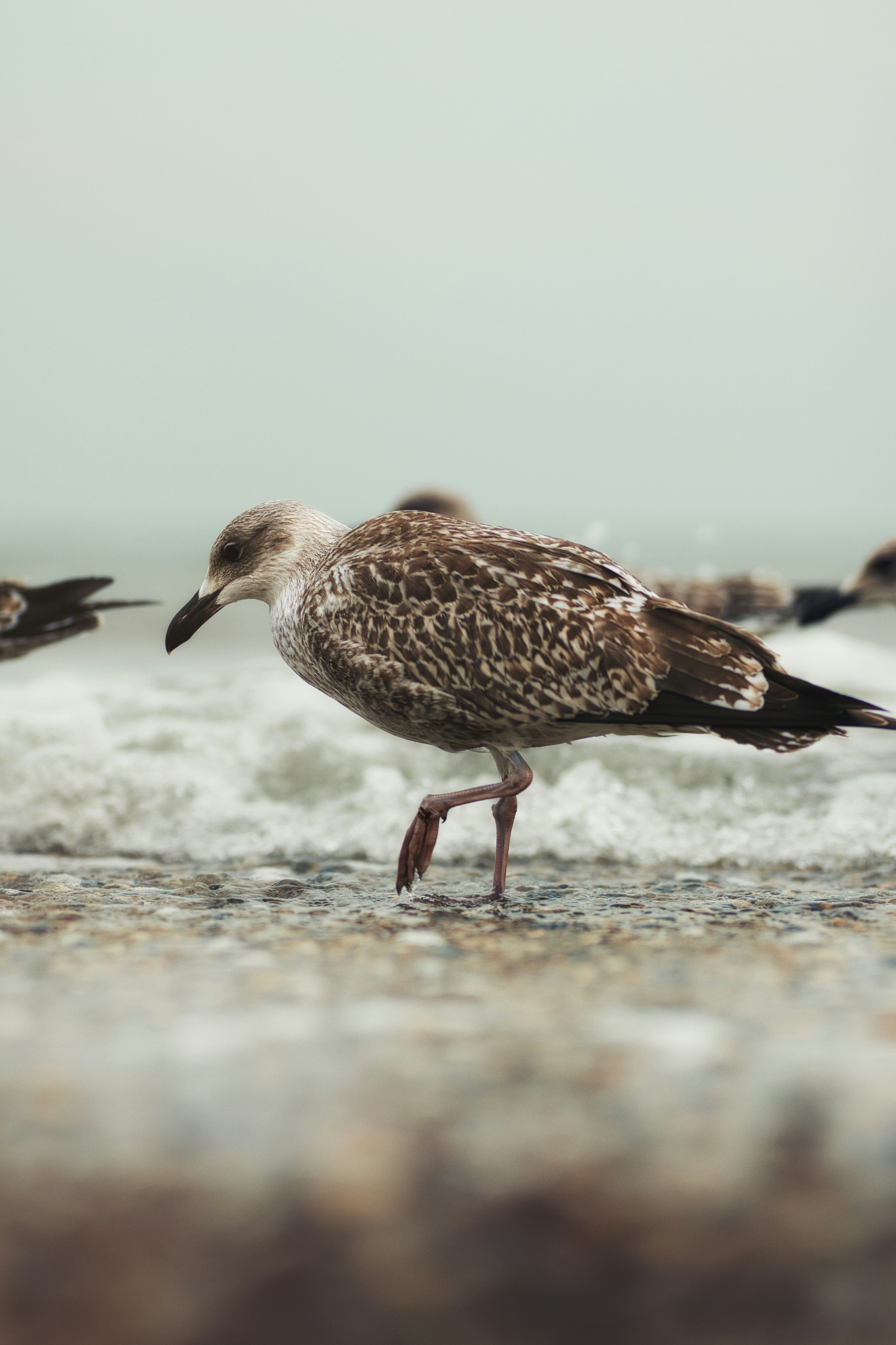 A juvenile gull stands on a foamy beach with the sea in the background, captured at shallow distance with a soft, hazy sky. The scene centers the bird as the focal point, showcasing textured plumage and a right-front leg lifted.