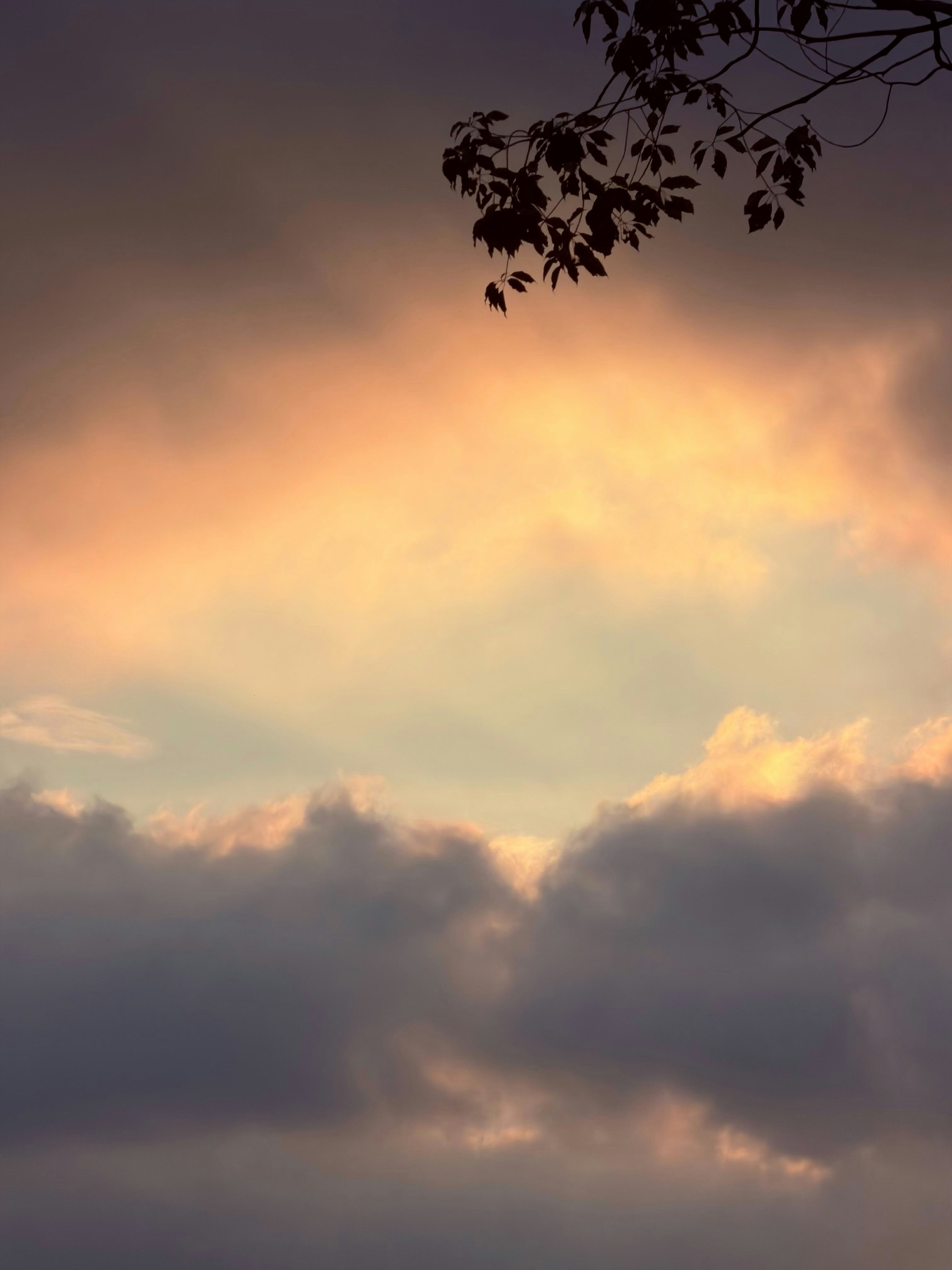 Soft pastel sky at sunset with sunlit clouds and a silhouette of overhanging leaves; the scene emphasizes atmospheric color and light grades.