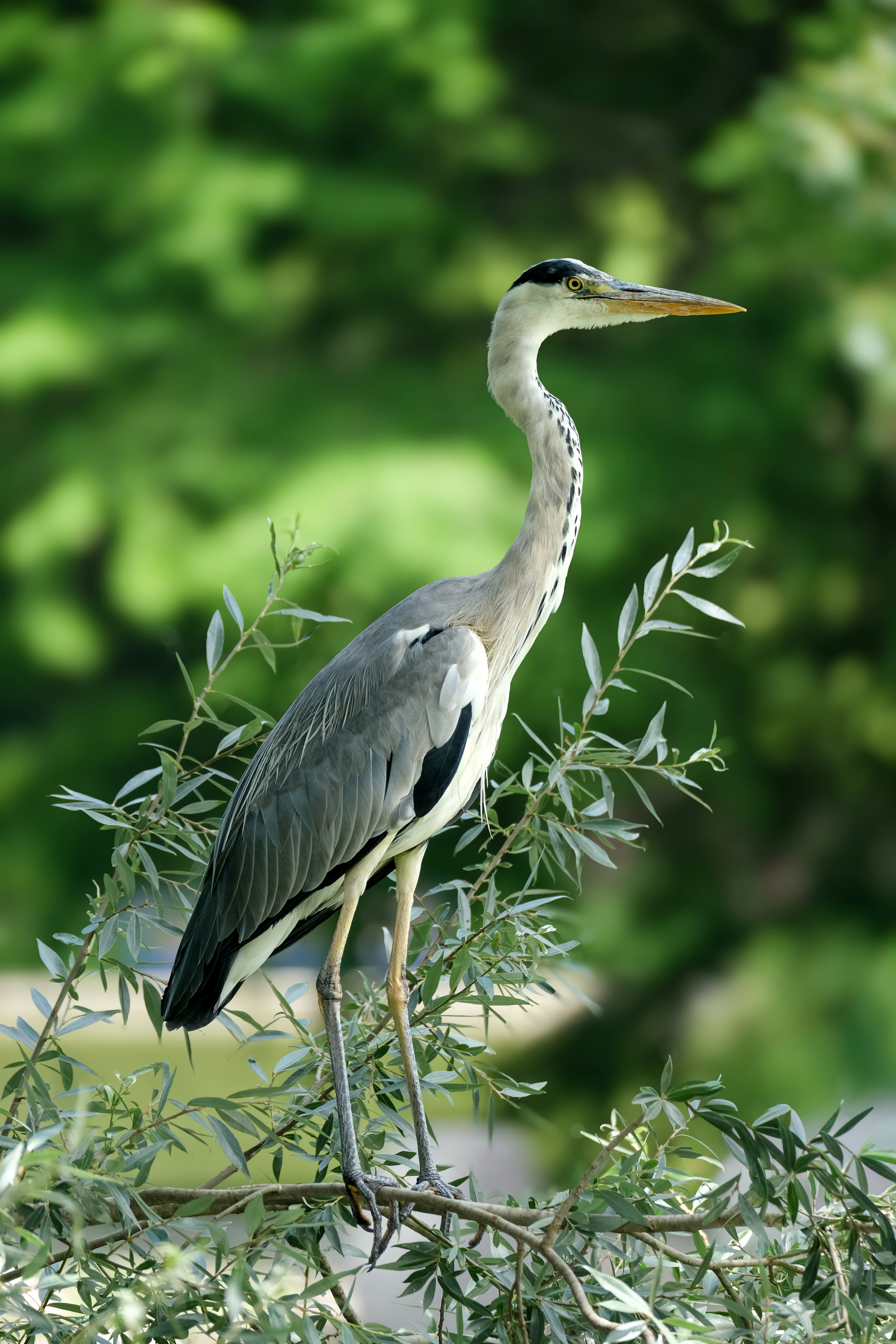 Heron atop the Branch: Silent Watcher Amid Green Blur
