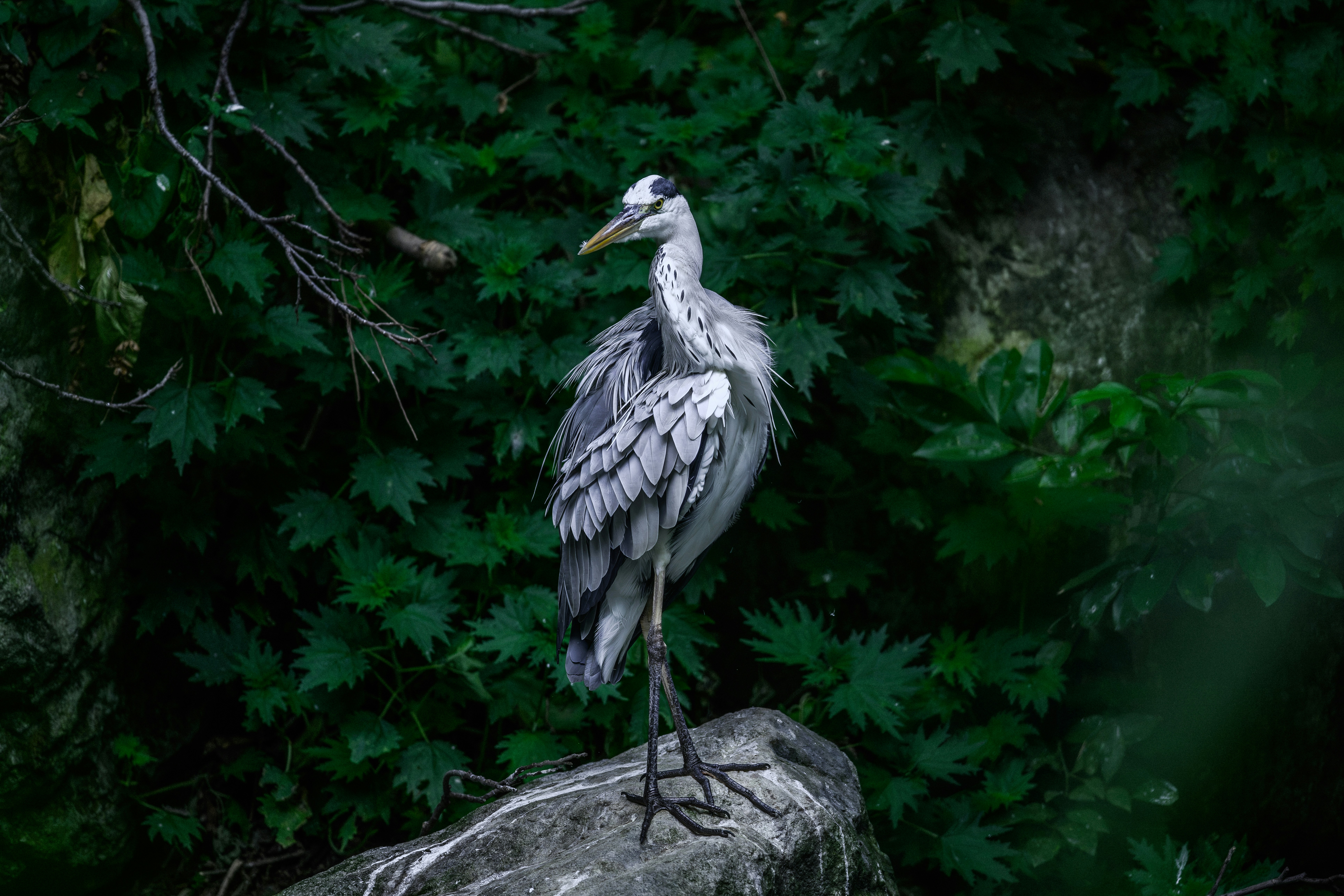 Heron of the Stream: Quiet Watcher on the Rock