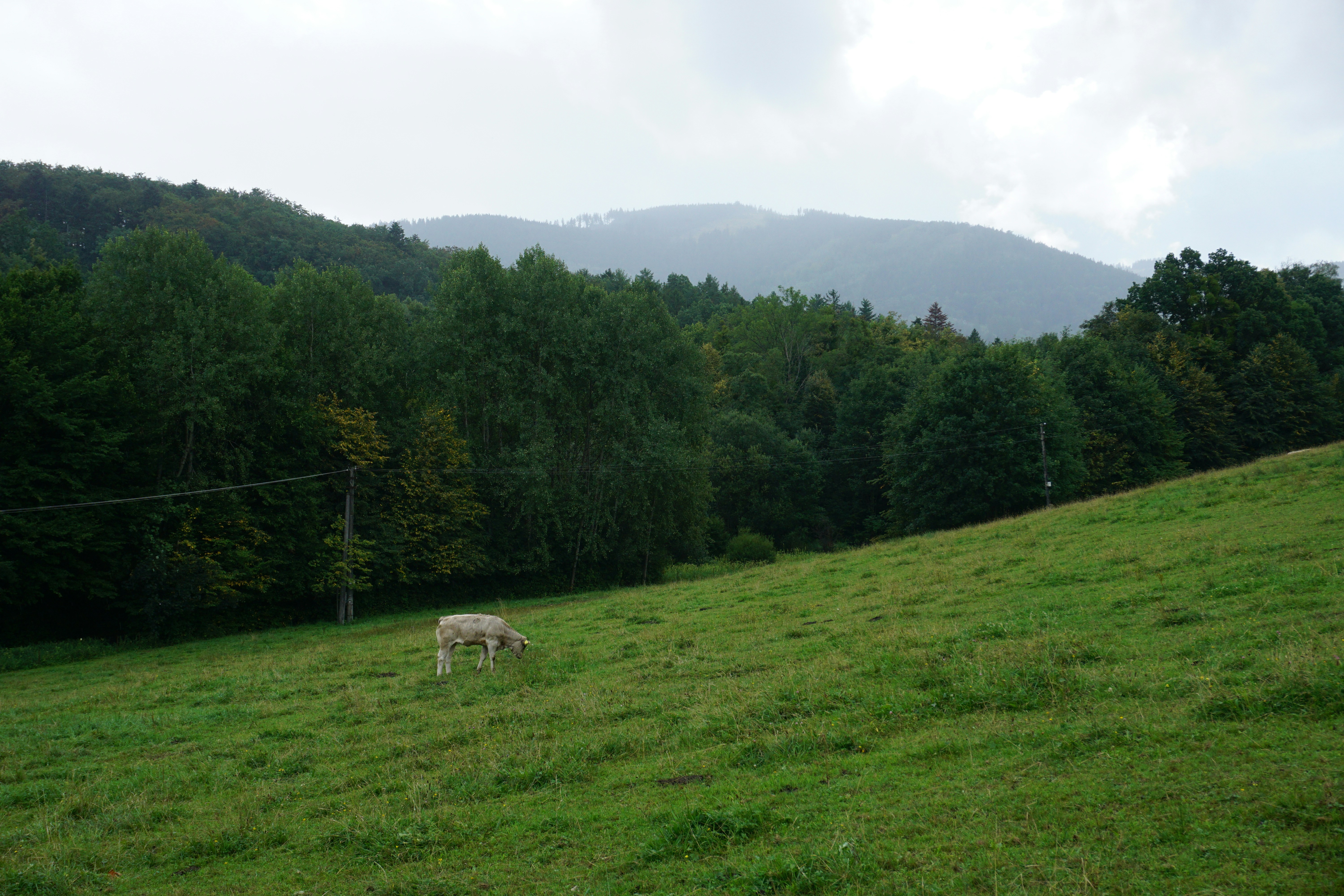 Grazing silhouette beneath layered hills