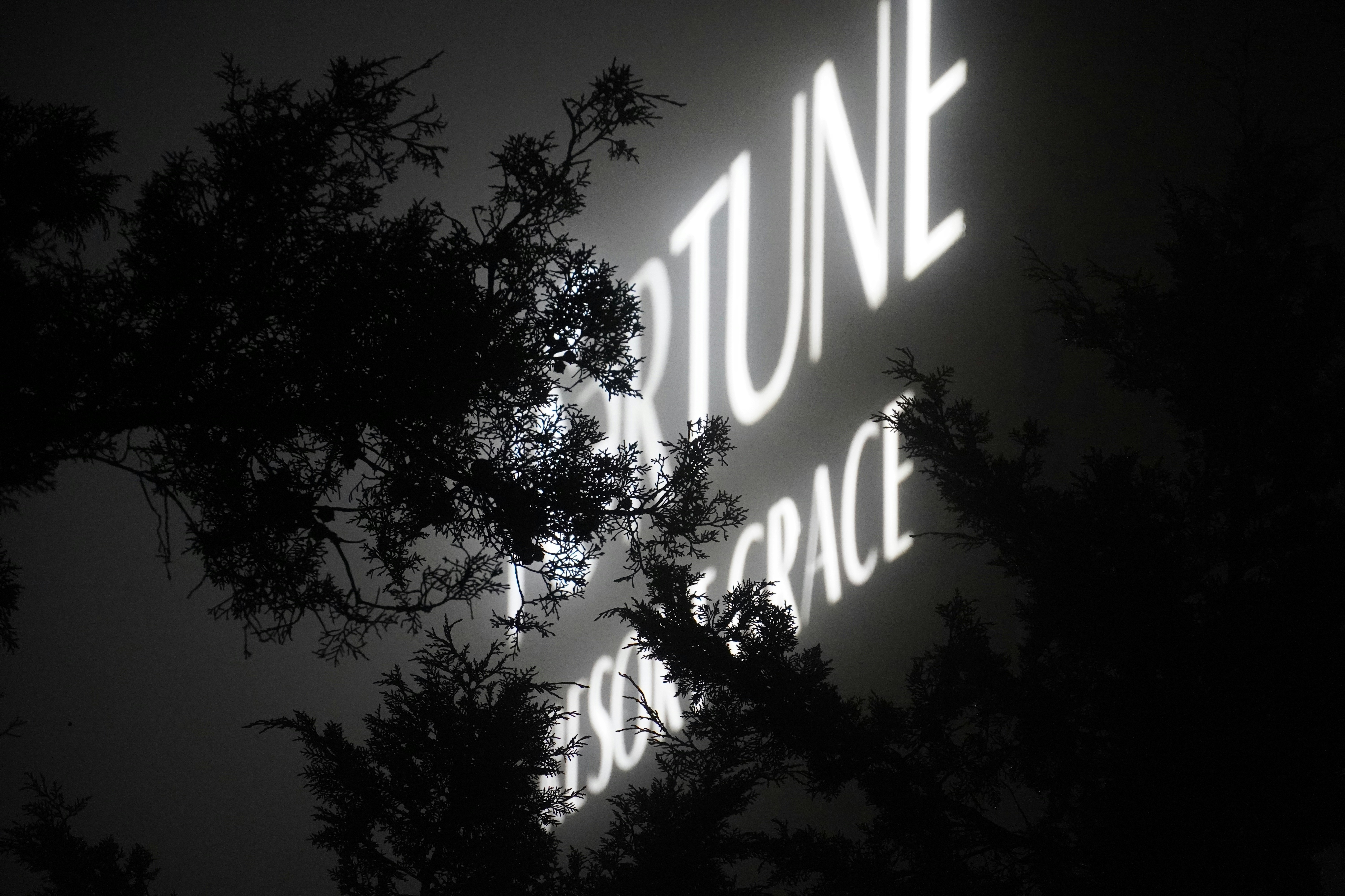 Neon Echo through Silent Canopy