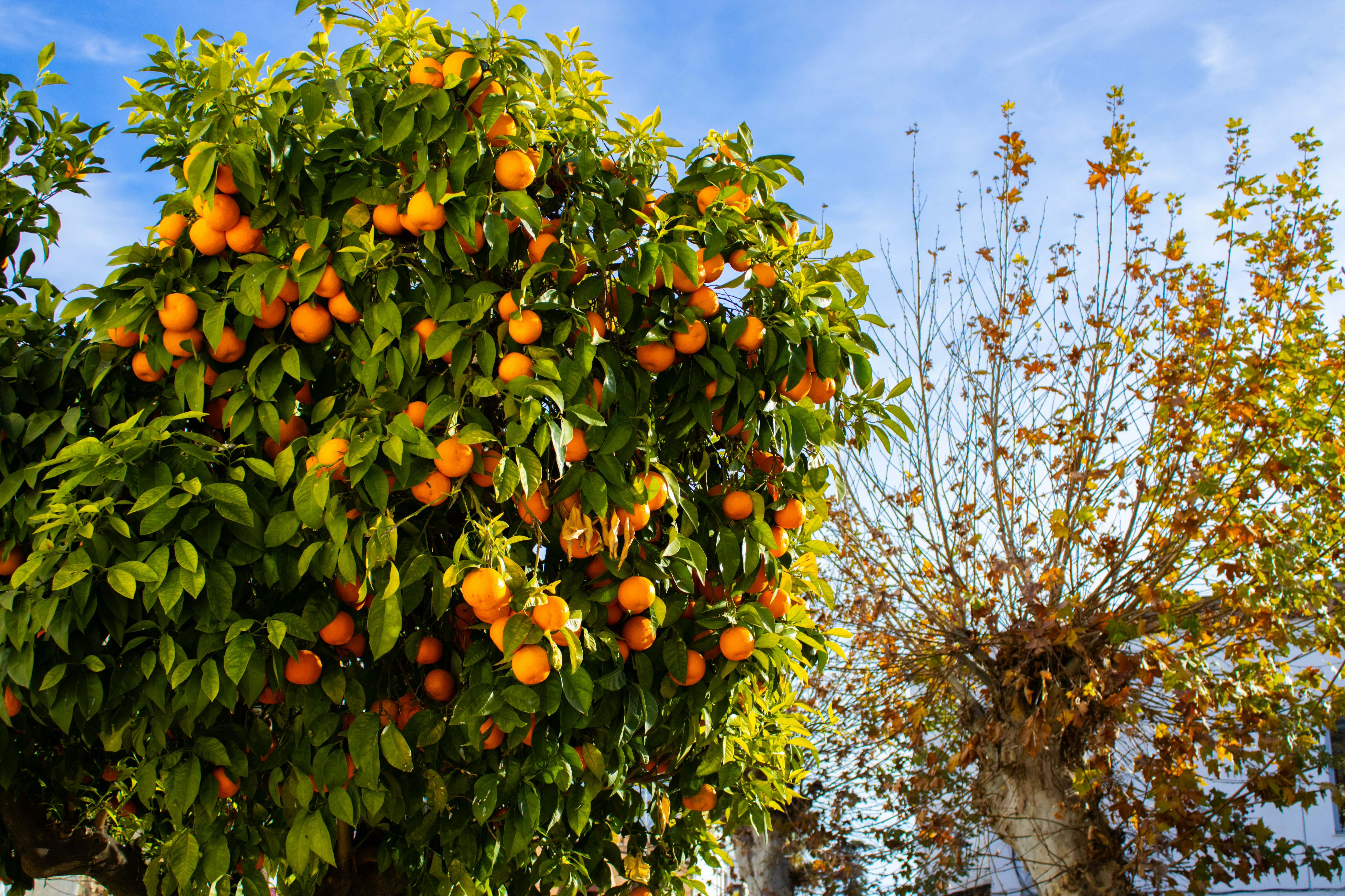 Orange Orchard in Sunlit Midday