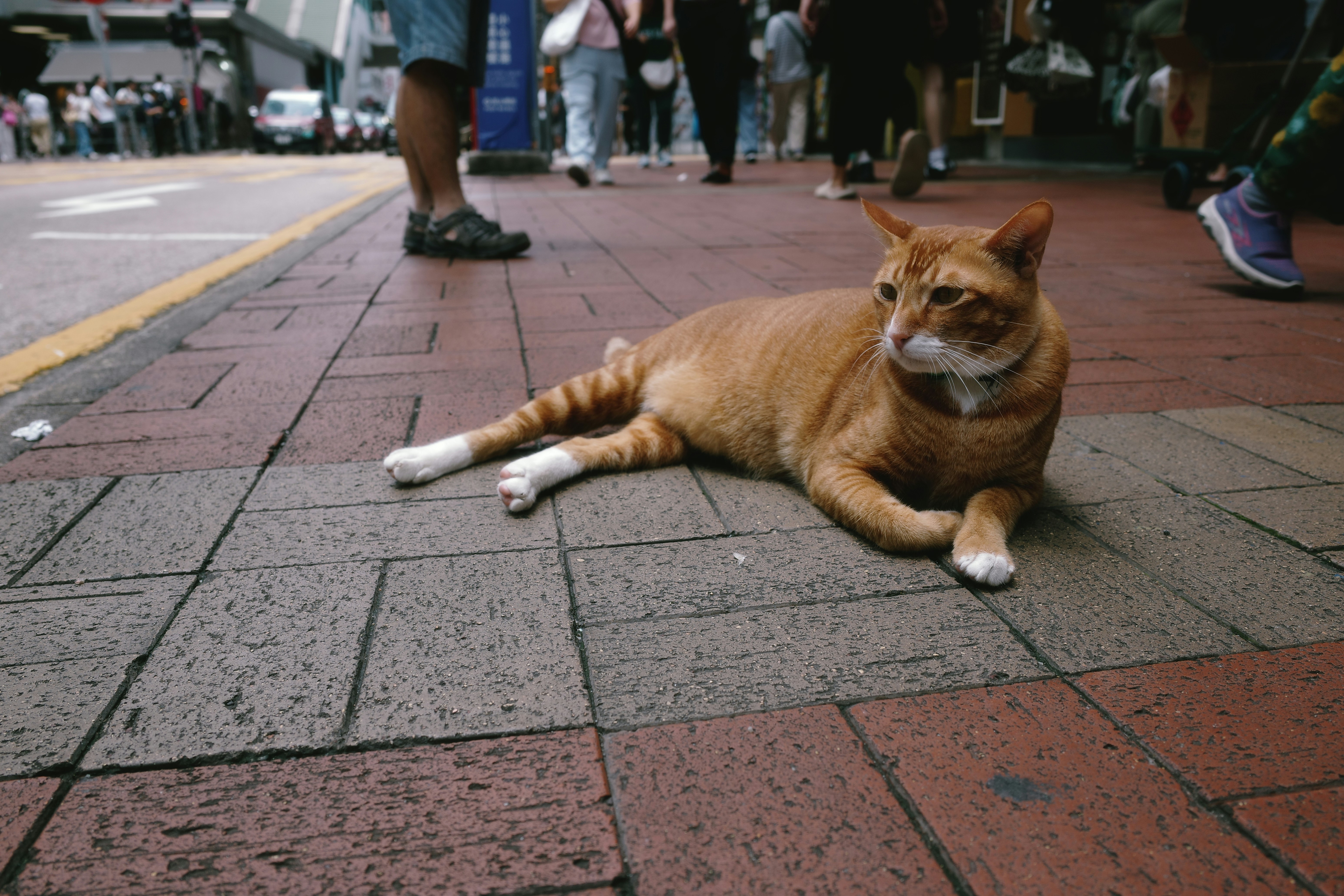 Street-Edge Orange: A Laid-Back Cat on the City Brick