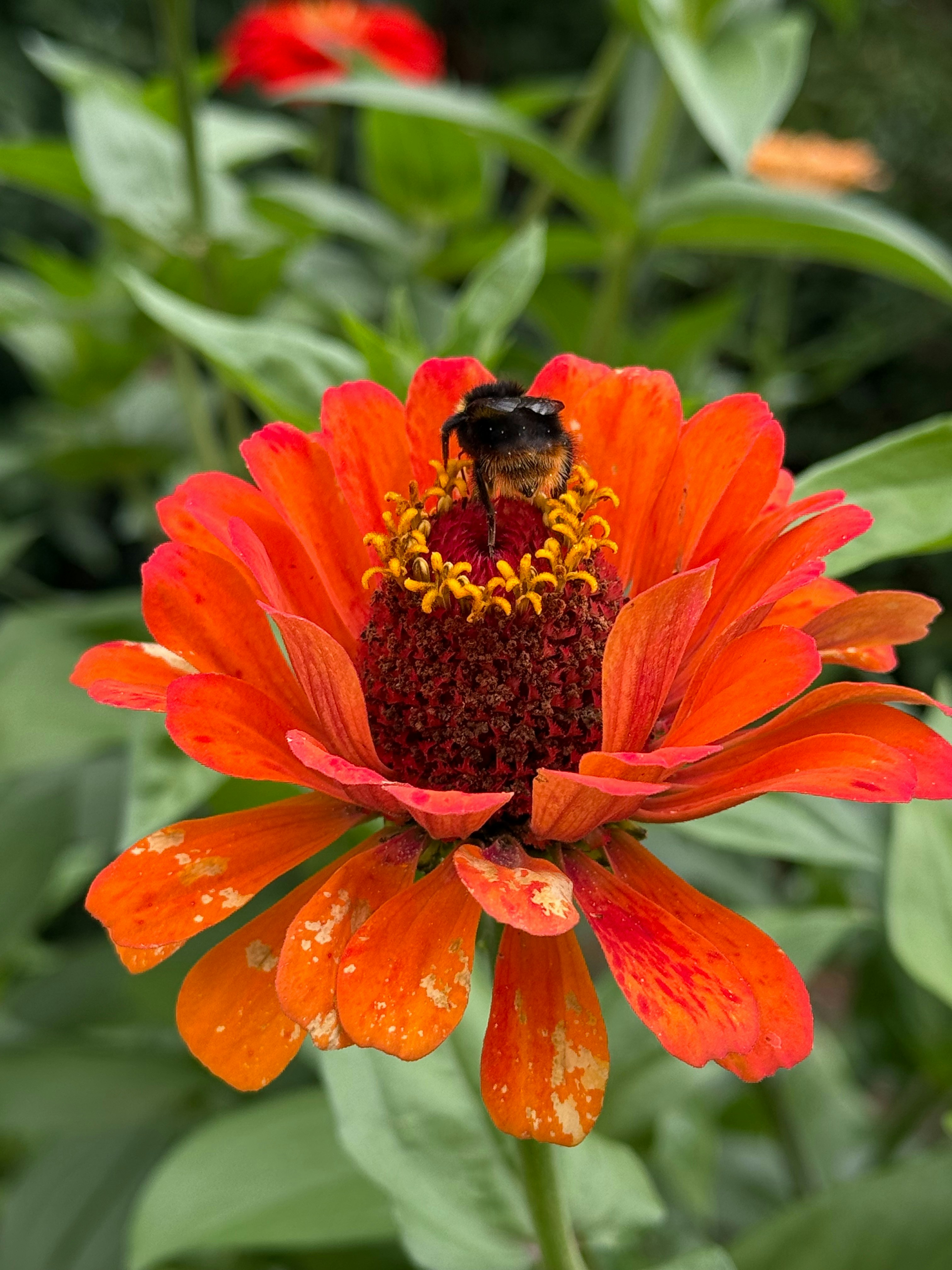 Bee at the Center of a Blooming Ember: A Zinnia in Focus
