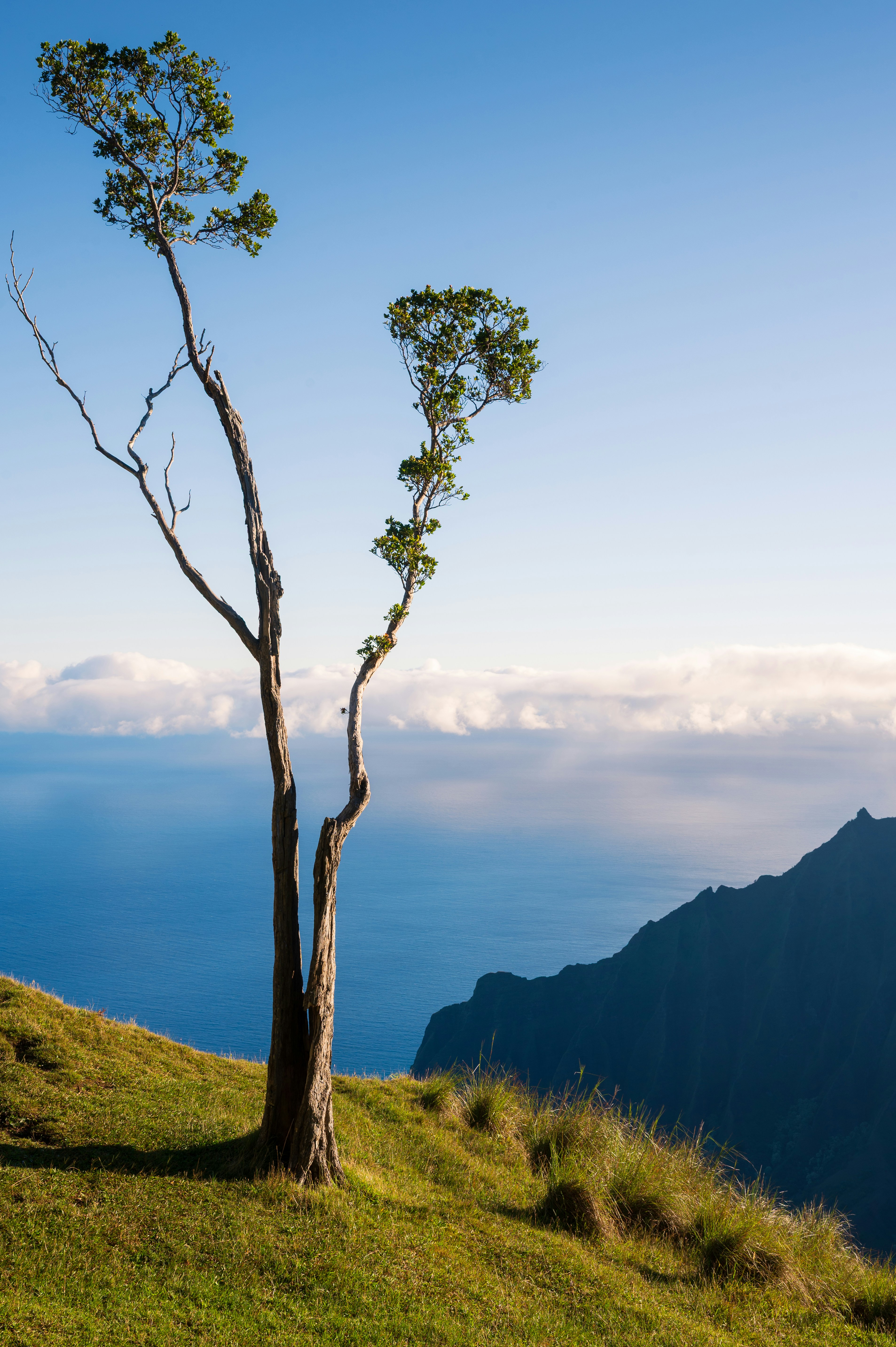 Wind-Sculpted Promenade: Lone Trees on a Cliff