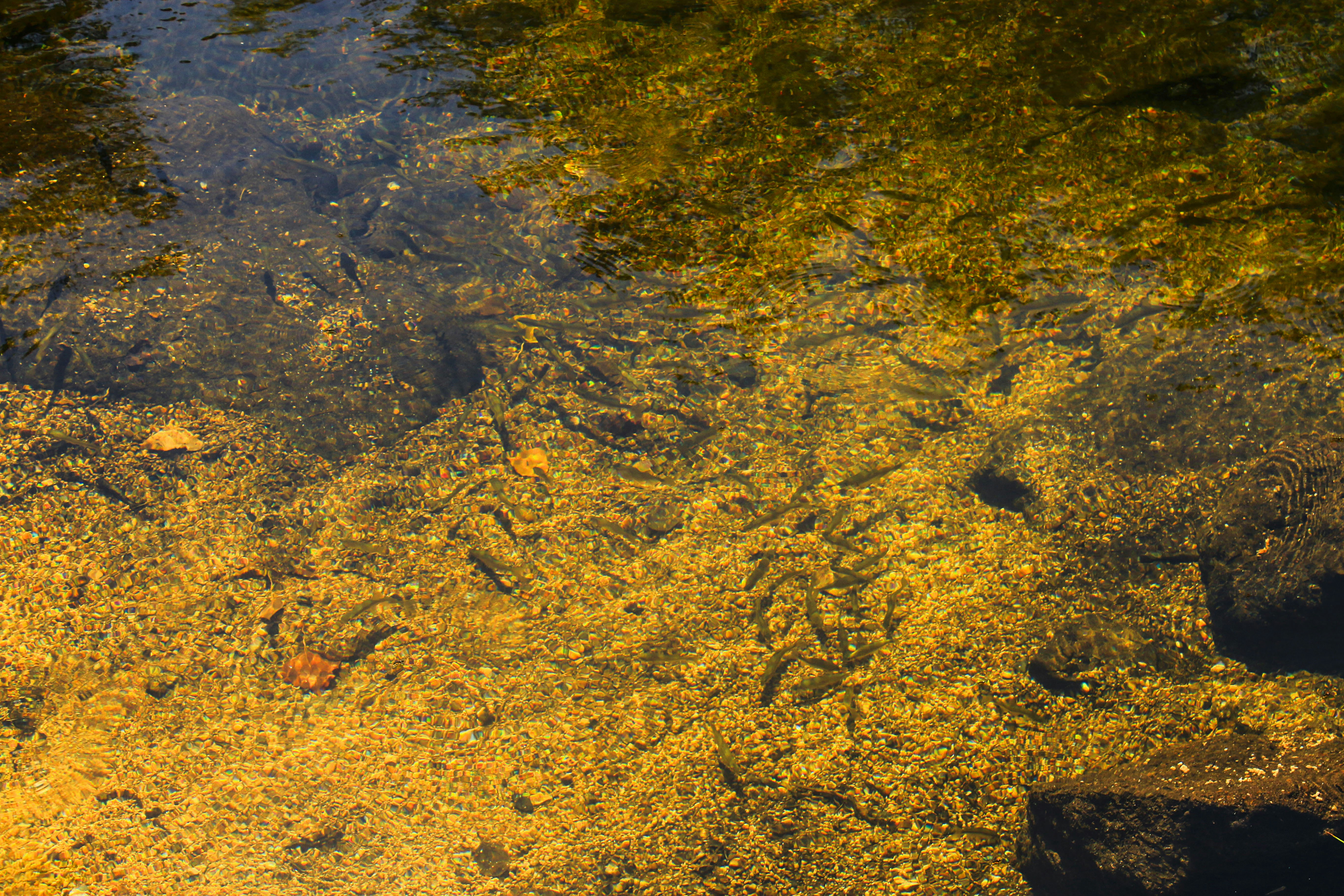 Golden Brookbed: Pebbles and Sunlit Ripples Through Clear Water