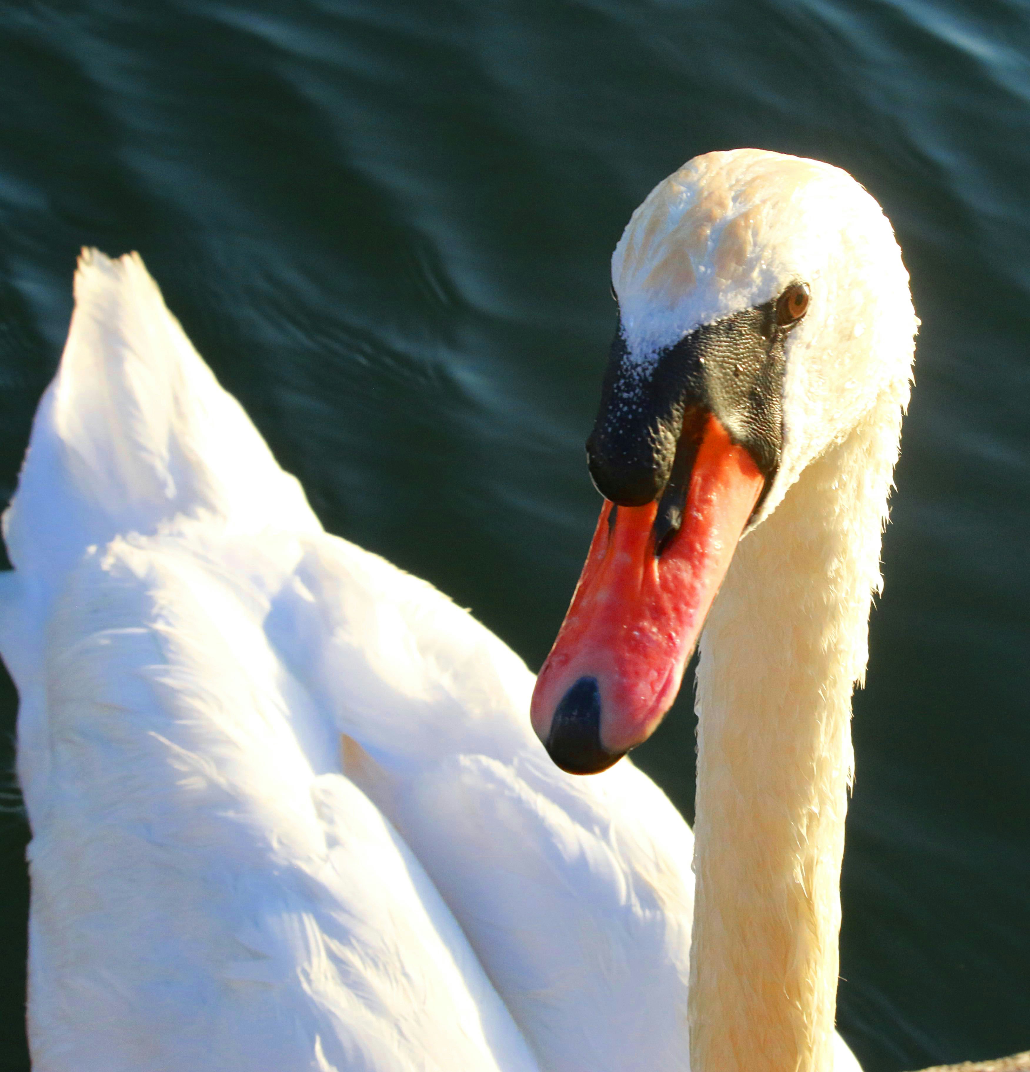 Crystalline Swan: A Close-Up of Feather and Beak Contrast