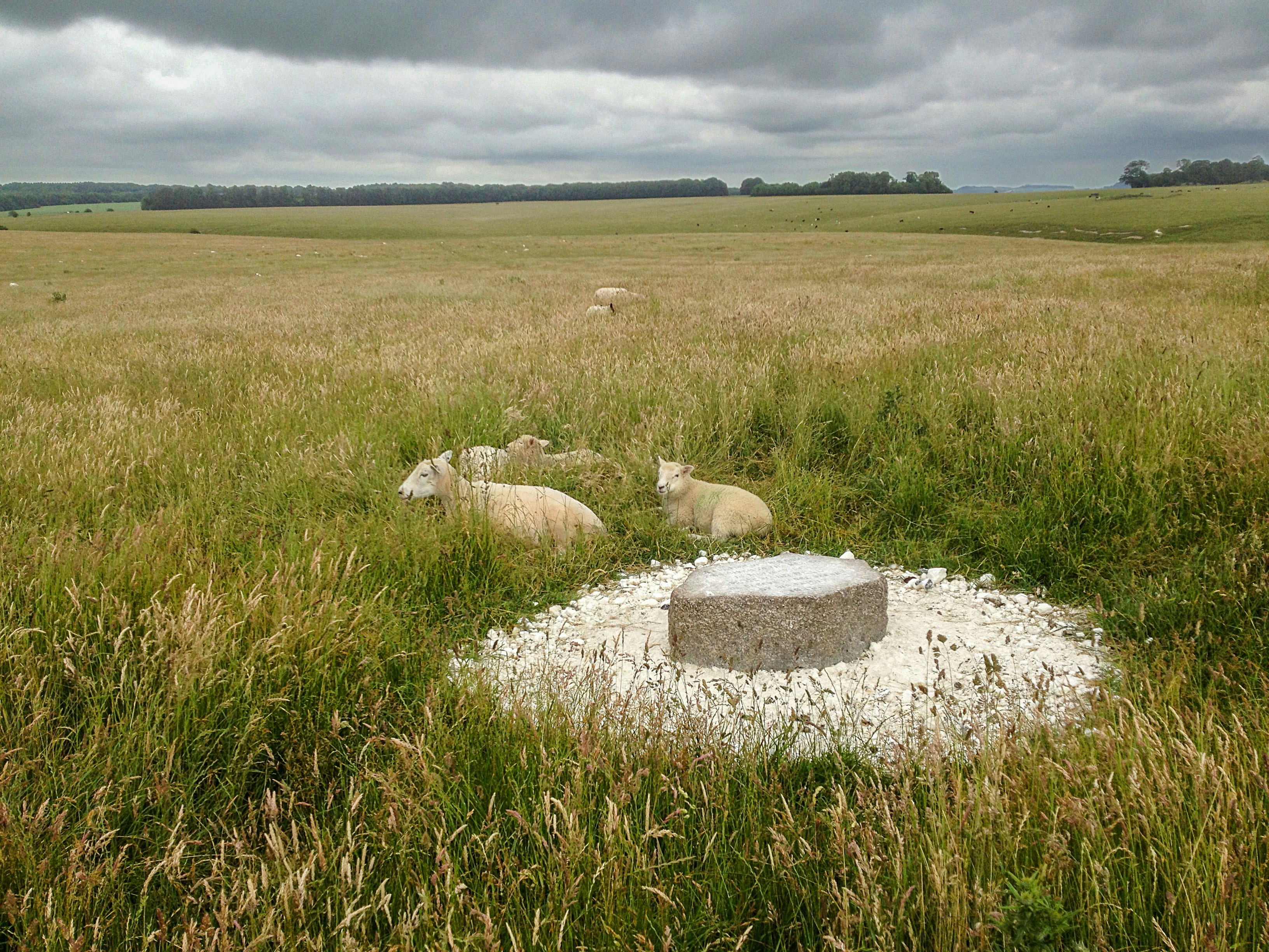 Pasture with a circular gravel marker and grazing sheep under a cloudy sky; a rural landscape with a distant tree line.