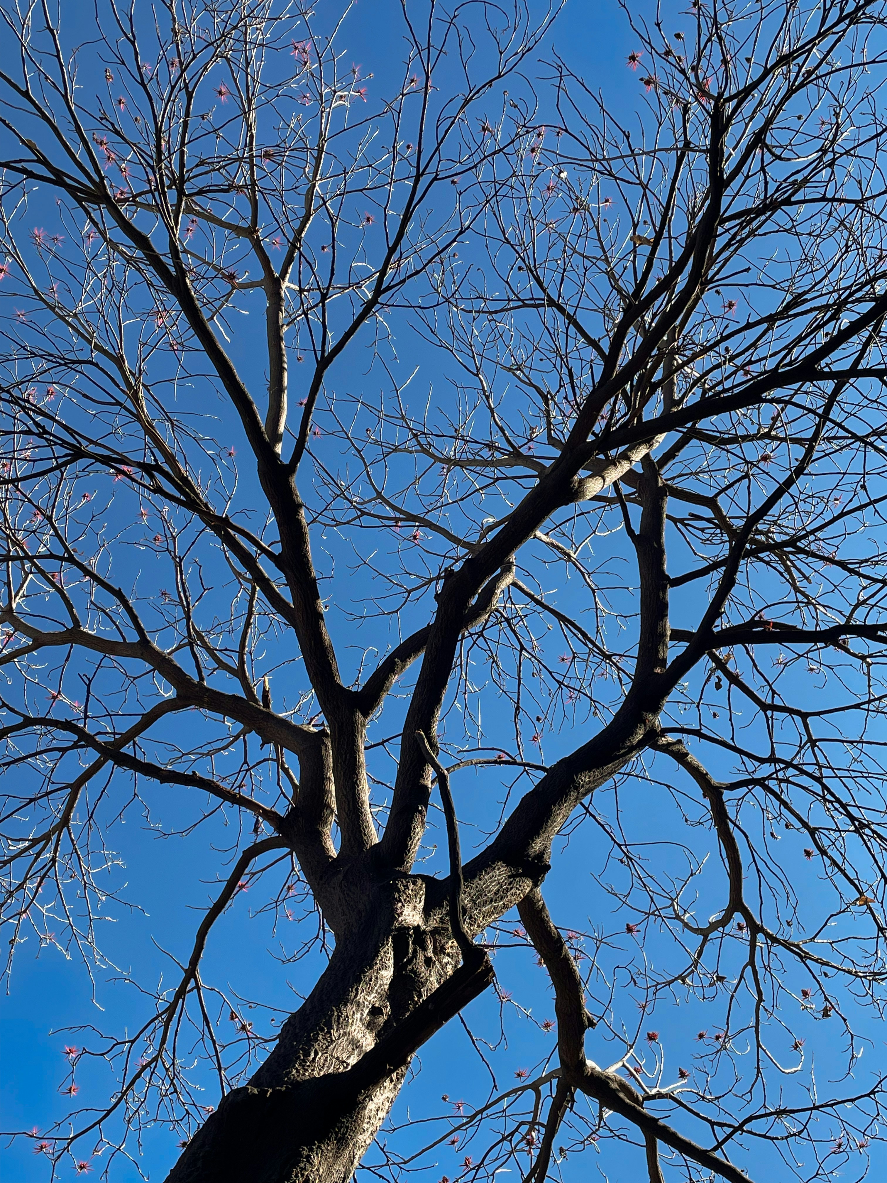 Leafless tree branches stretch upward against a vivid blue sky, captured in a crisp, high-contrast shot.