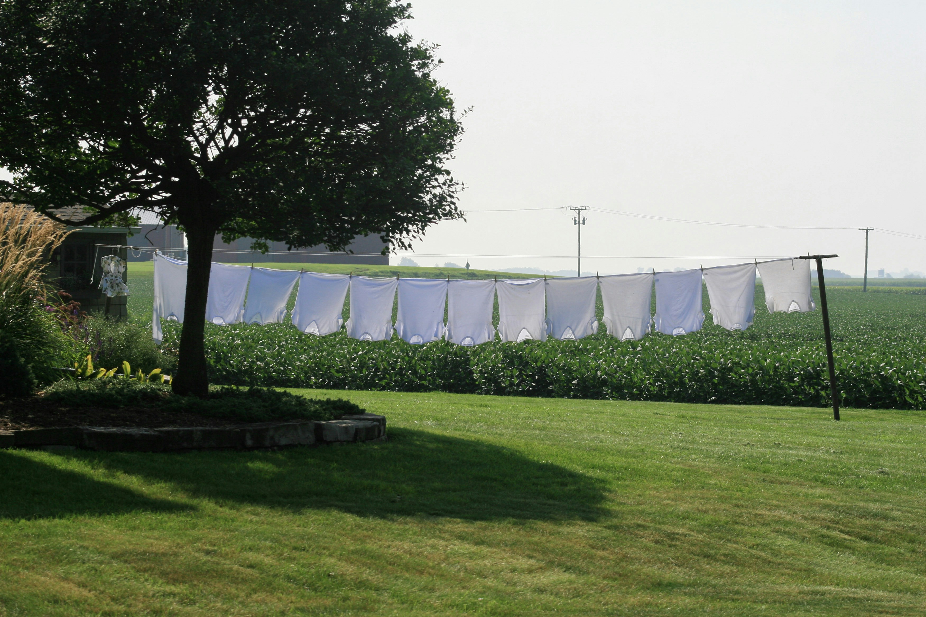 Sunlit backyard sheet line: laundry on a clothesline framed by shade and crops