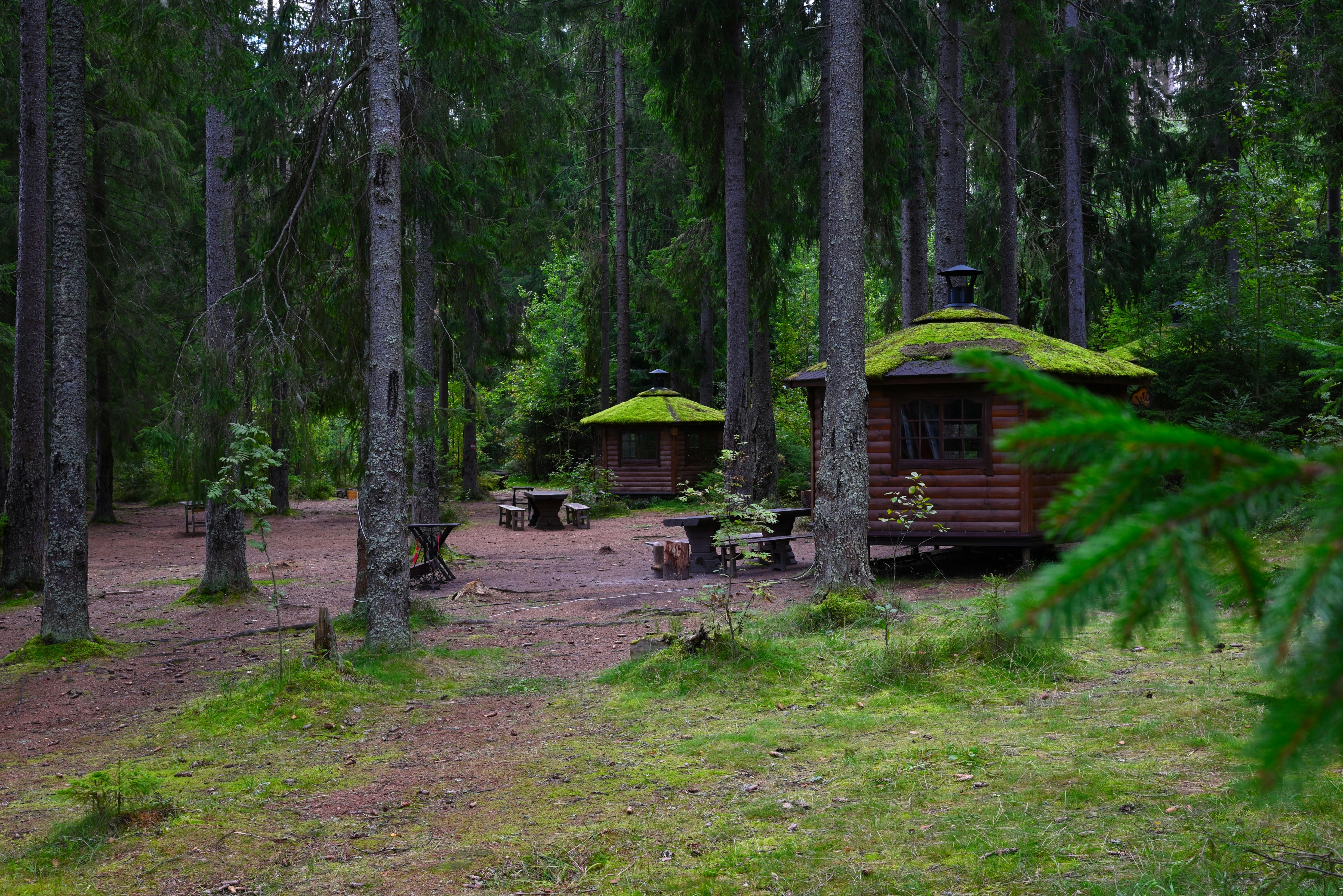 Hidden Retreat: Moss-Covered Cabins Nestled Among Pines