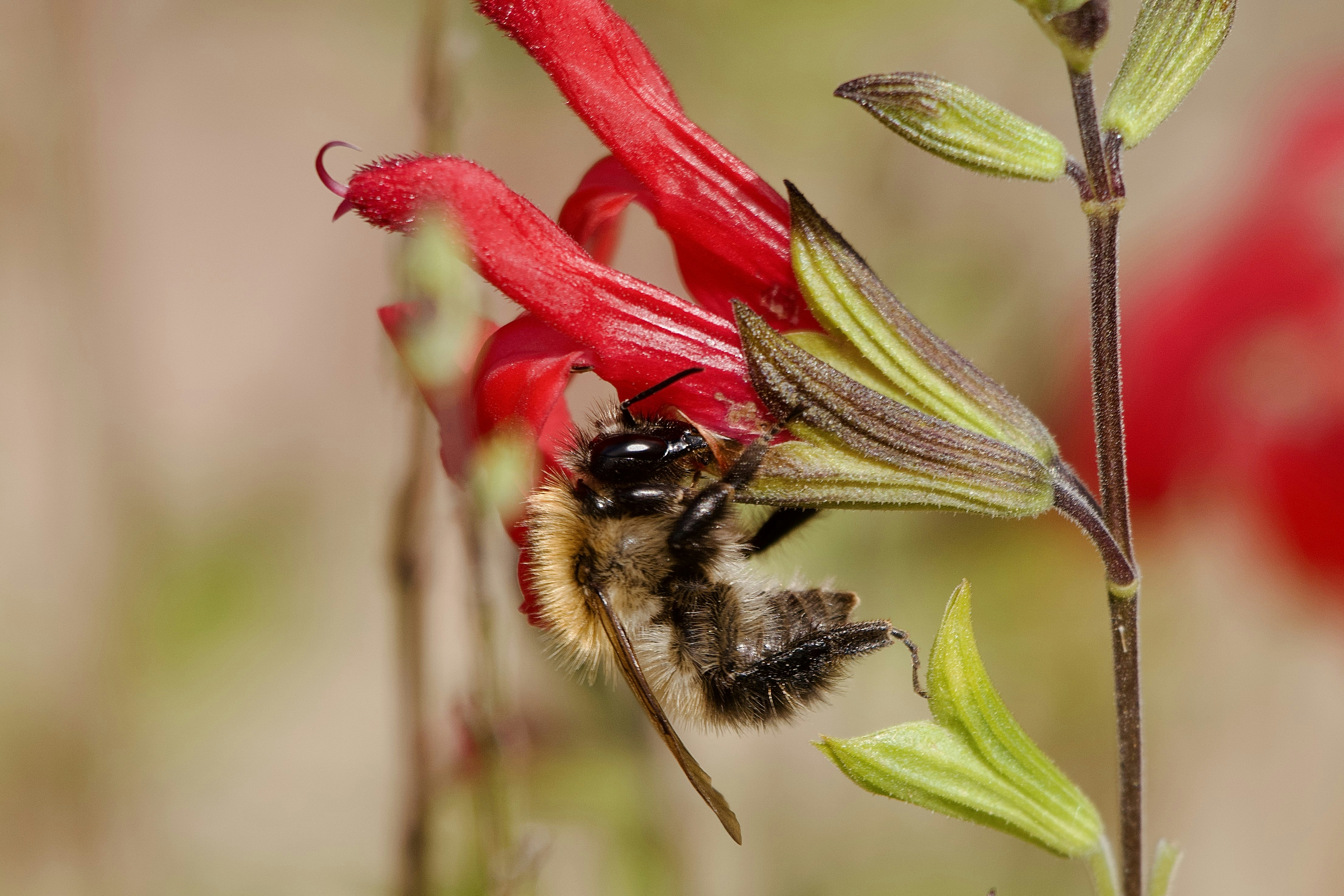 Bee on a Crimson Bloom: A Tiny Hunter in Focus