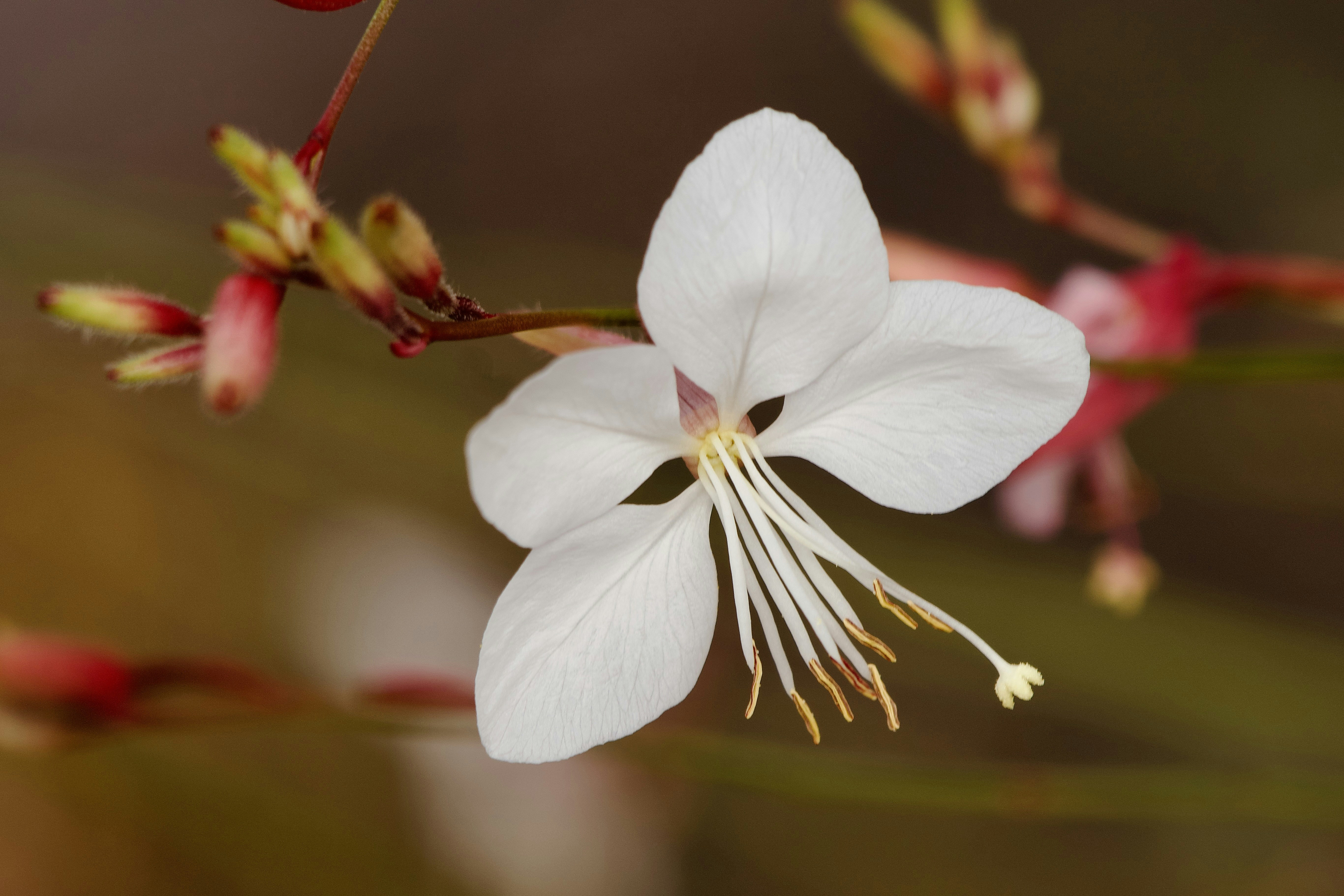 Close-up of a white blossom with yellow stamens, isolated against a soft, warm background.