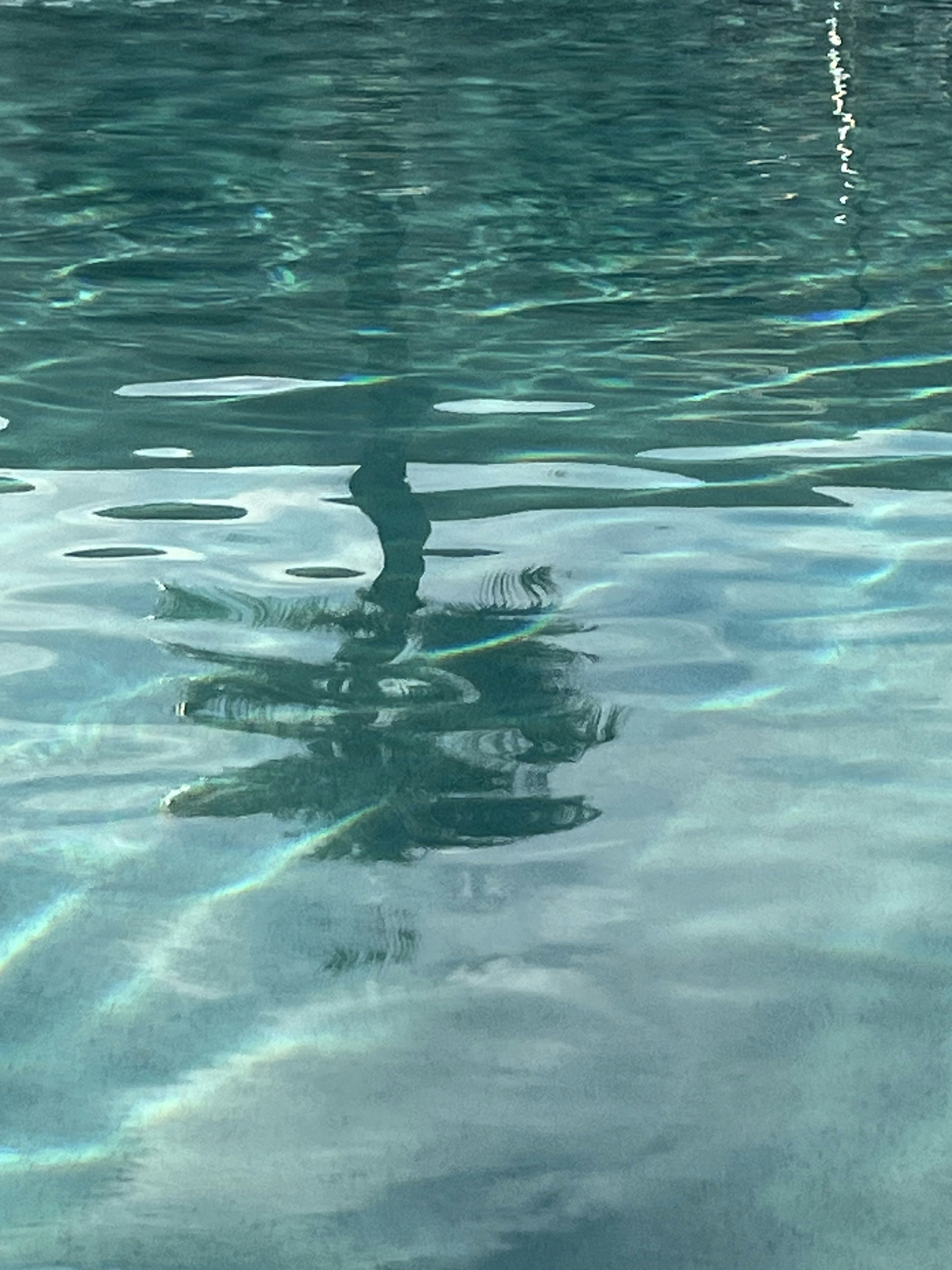 Mirror of turquoise currents: submerged palm reflection