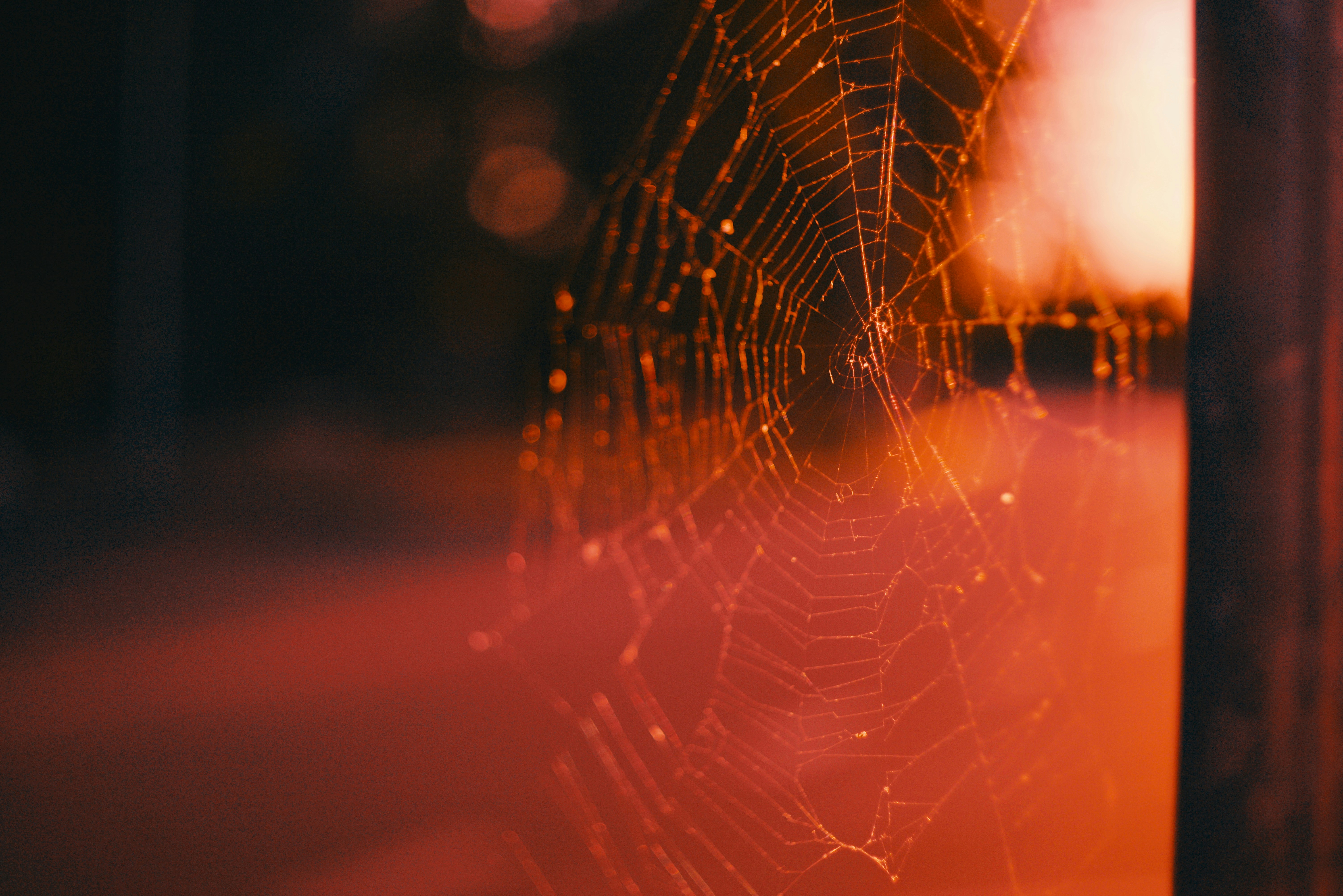 Glowing Web at Dusk: A Spider’s Silk Lattice in Warm Backlight
