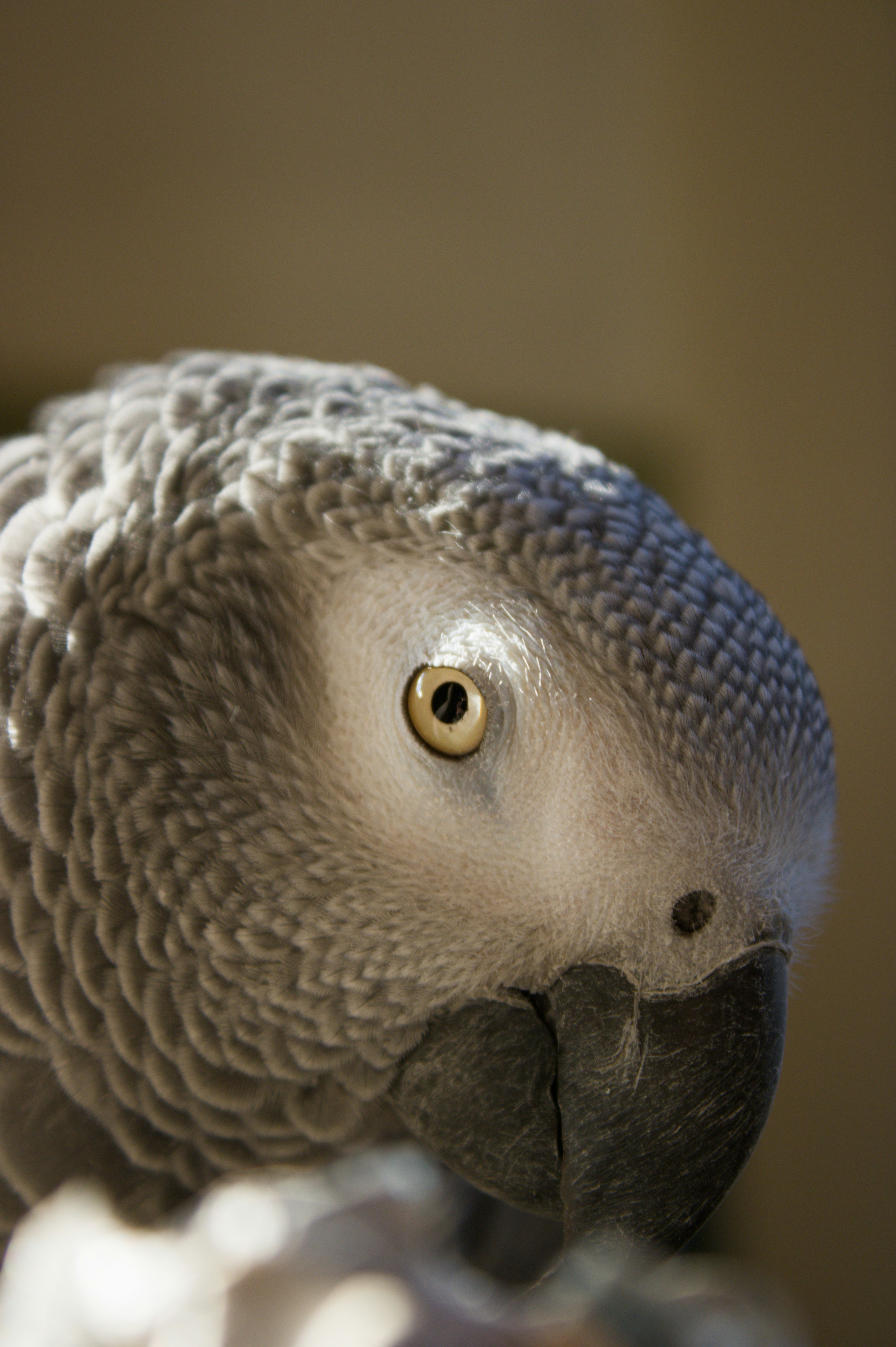 Close-up of an African Grey parrot's head, focusing on the eye and textured feathers with soft background blur.