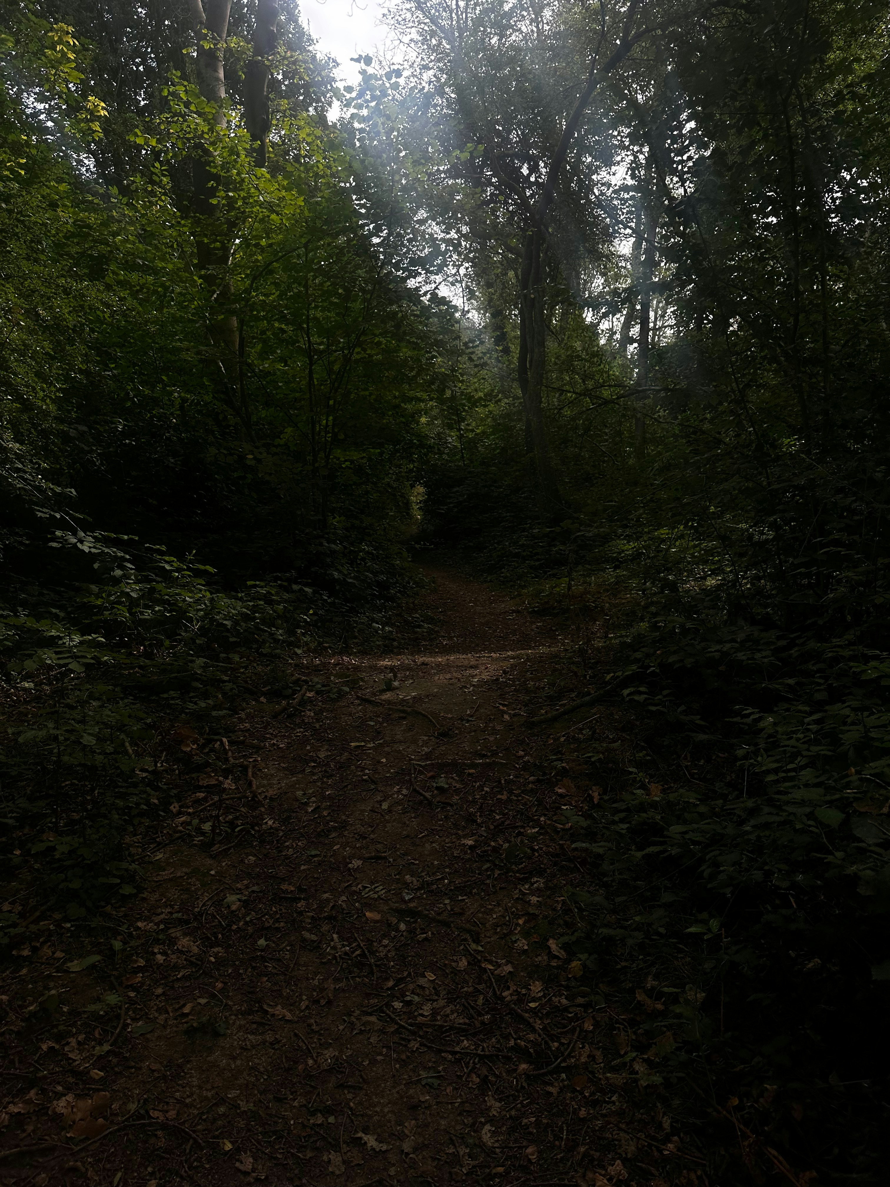 Mid-Forest Path Emerging into Light
