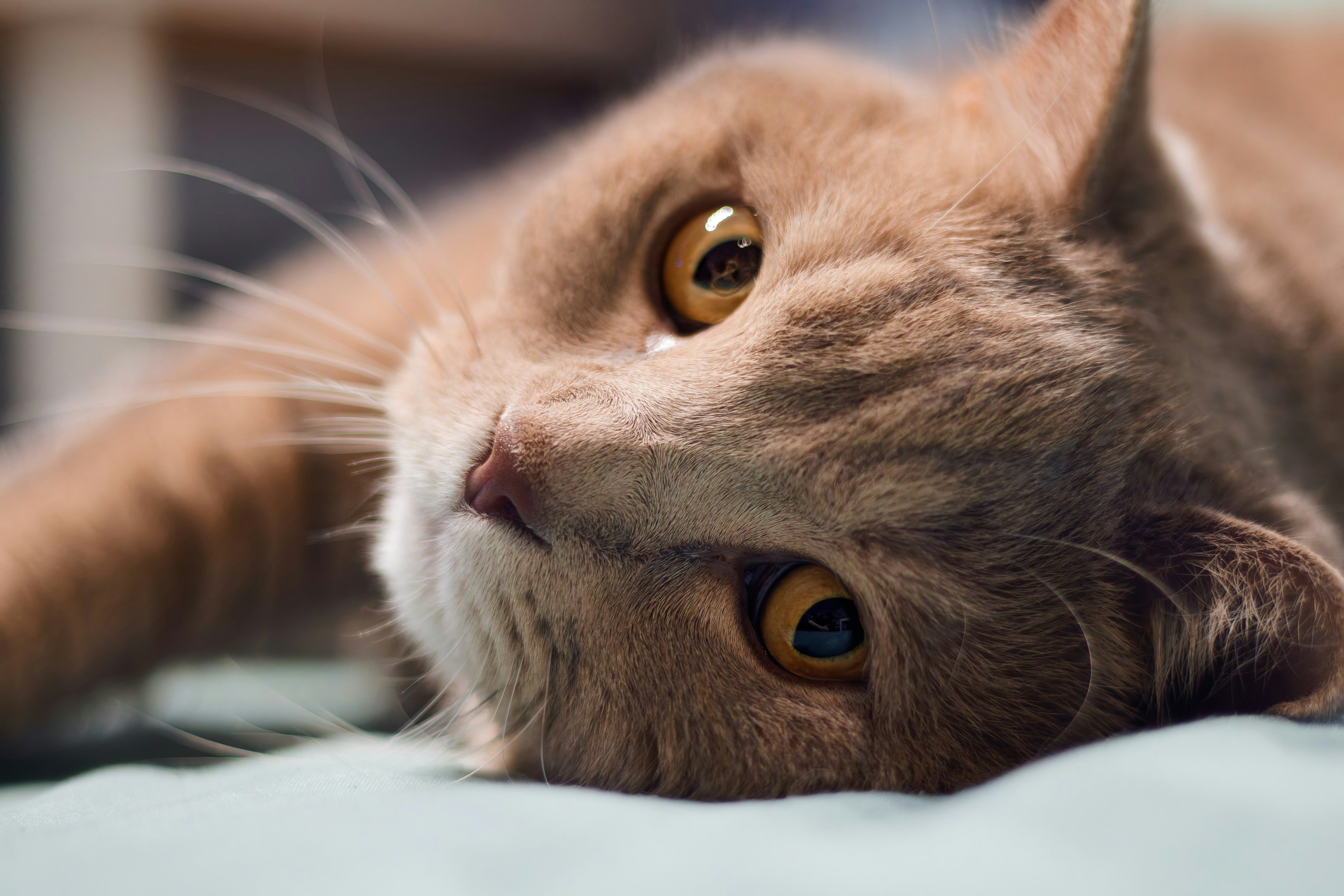 Golden-amber Gaze: a relaxed cat's close-up on a sunlit afternoon