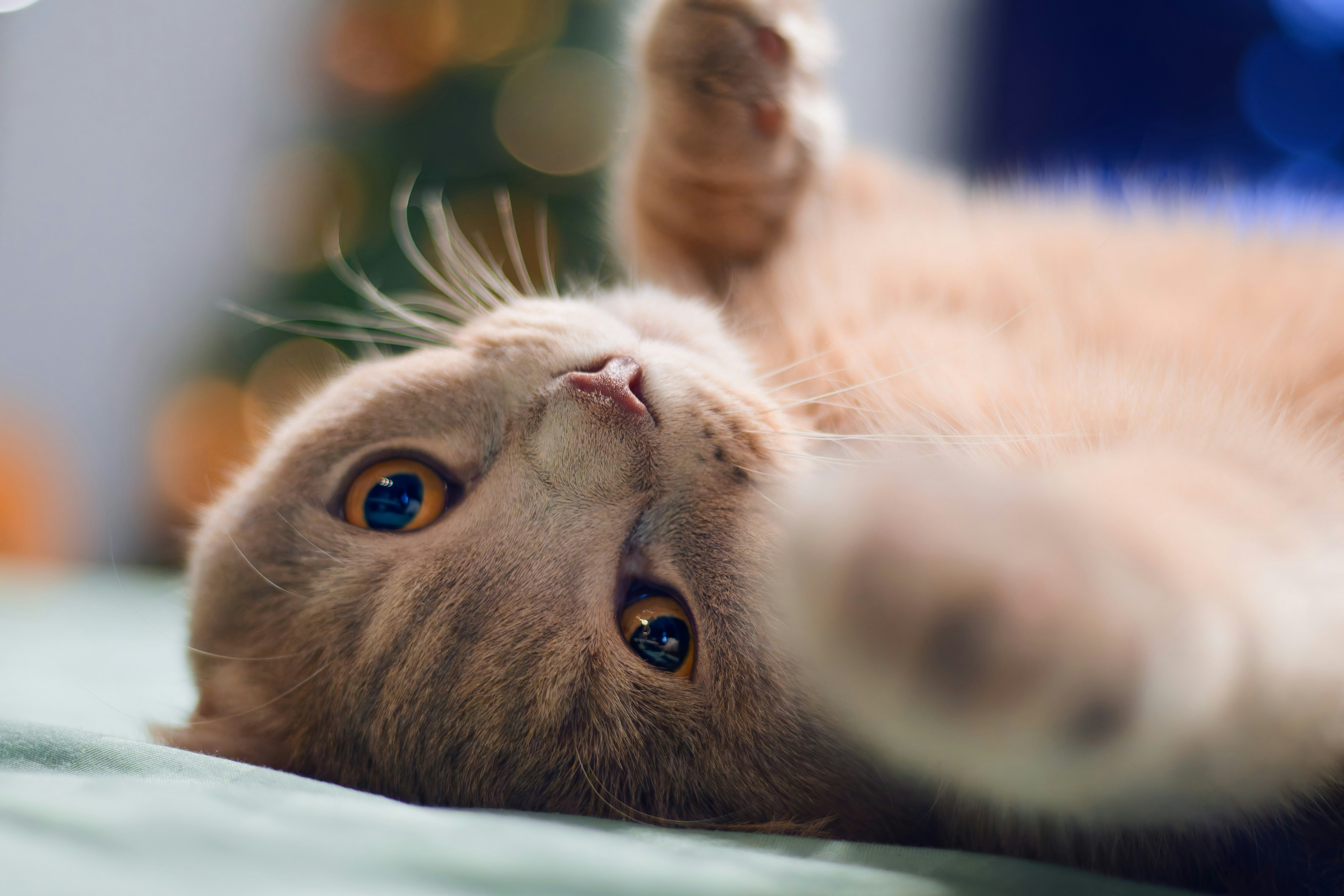 A beige short-haired cat lies upside down with one paw raised against softly blurred colored lights.