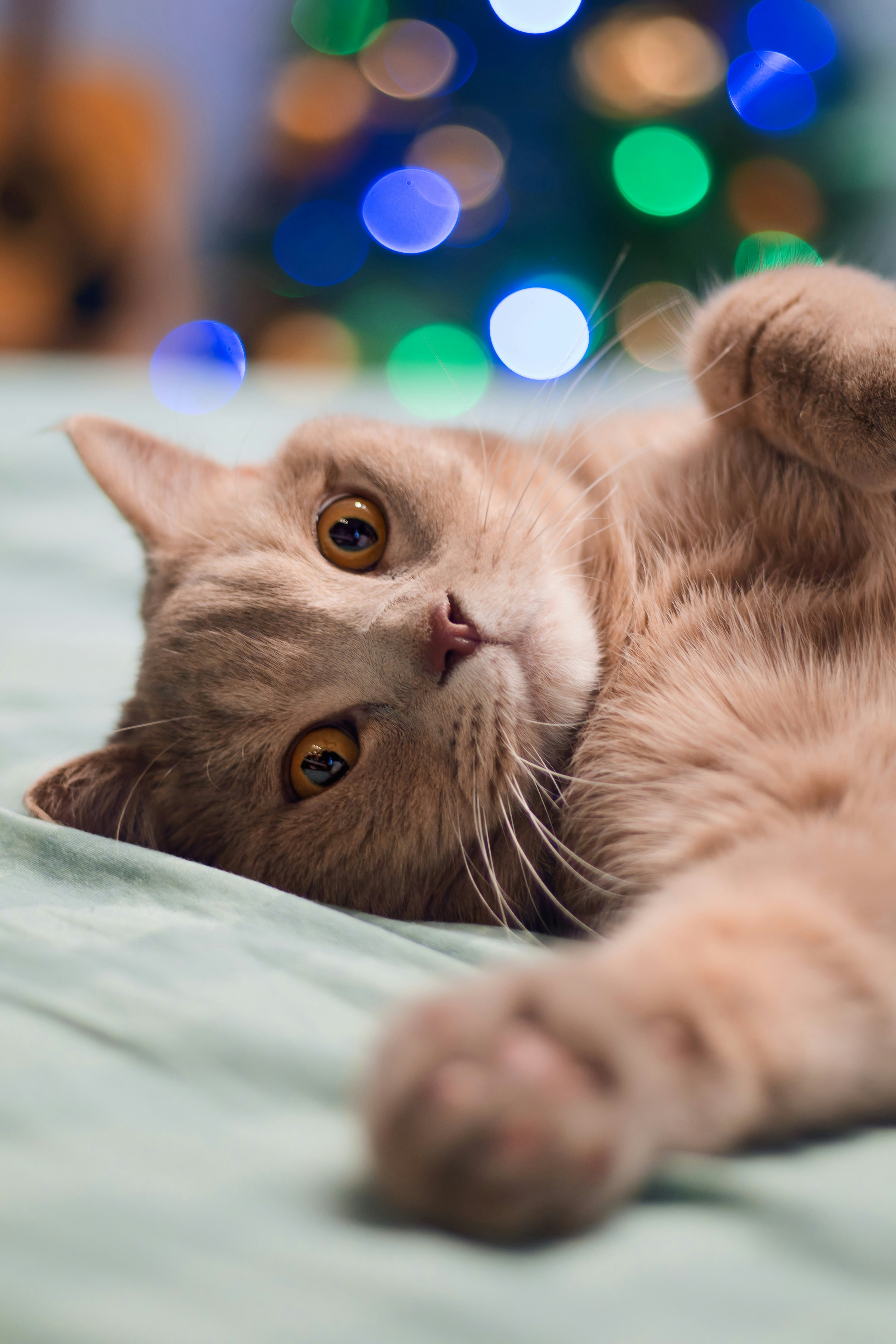 Cozy Whiskers Under Party Lights
